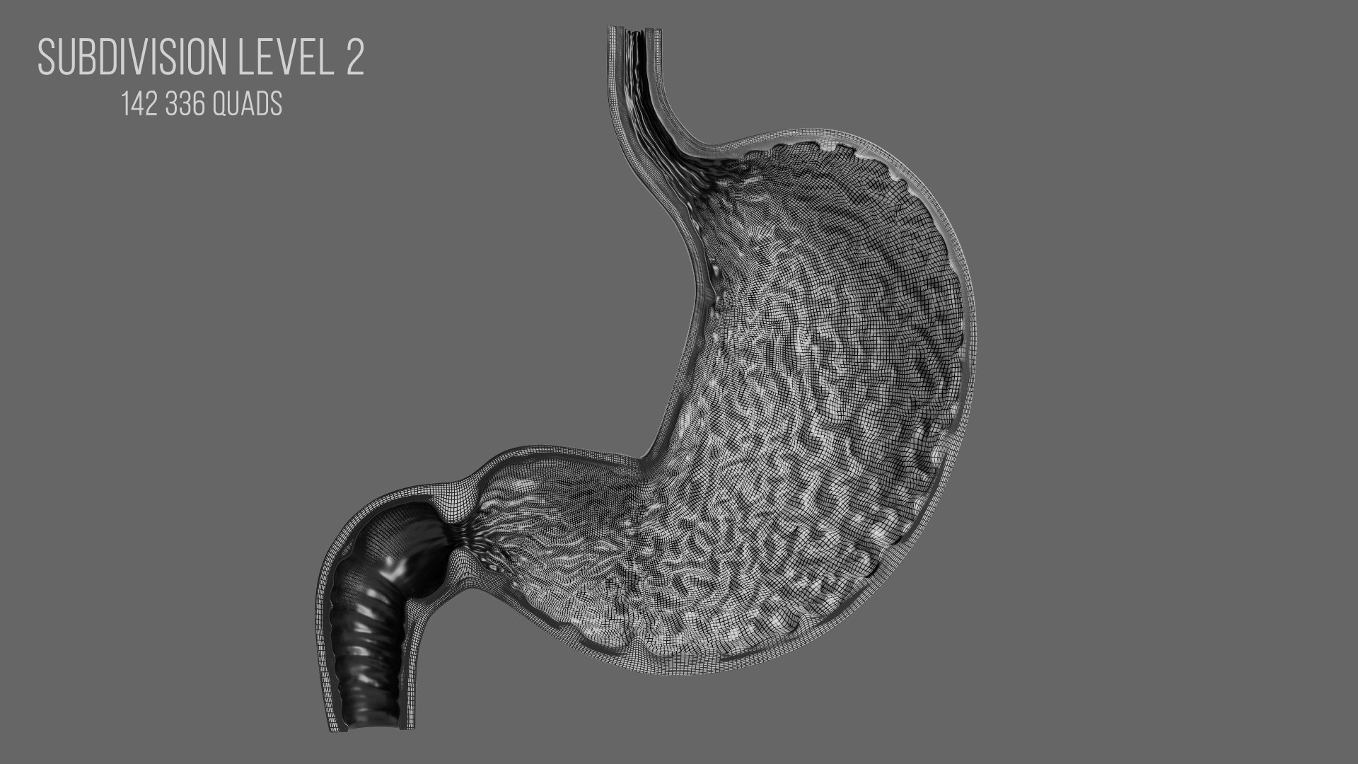 3D Human Stomach Cross-section - Model - TurboSquid 1693924