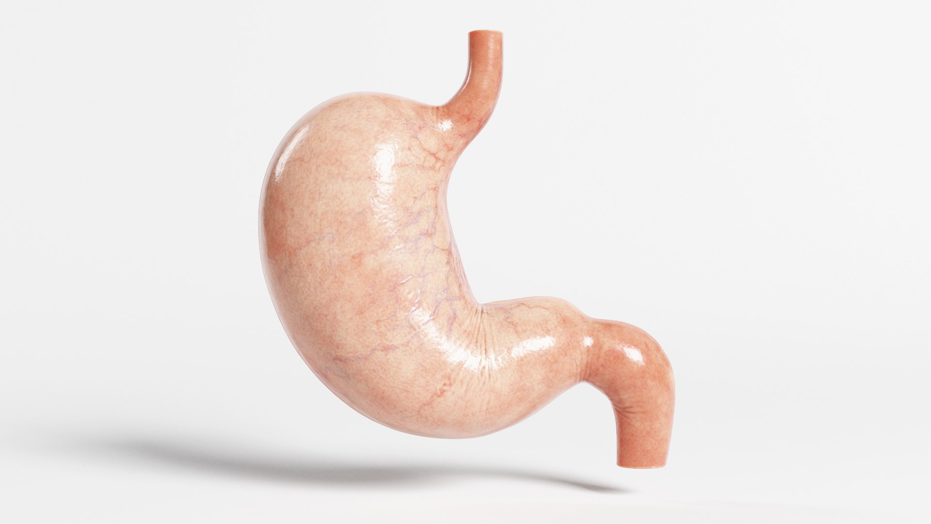 3D Human Stomach Cross-section - Model - TurboSquid 1693924