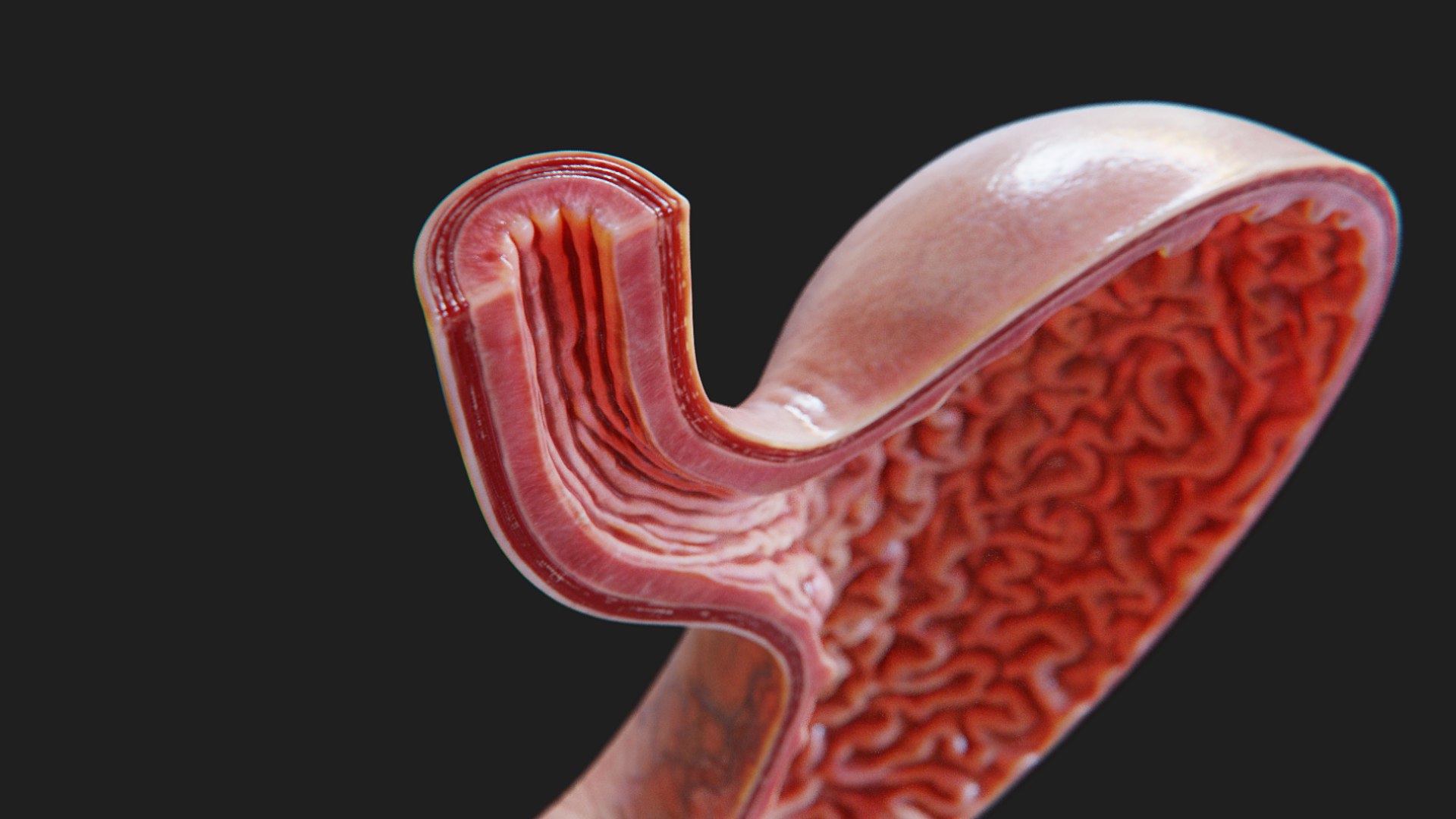 3D Human Stomach Cross-section - Model - TurboSquid 1693924