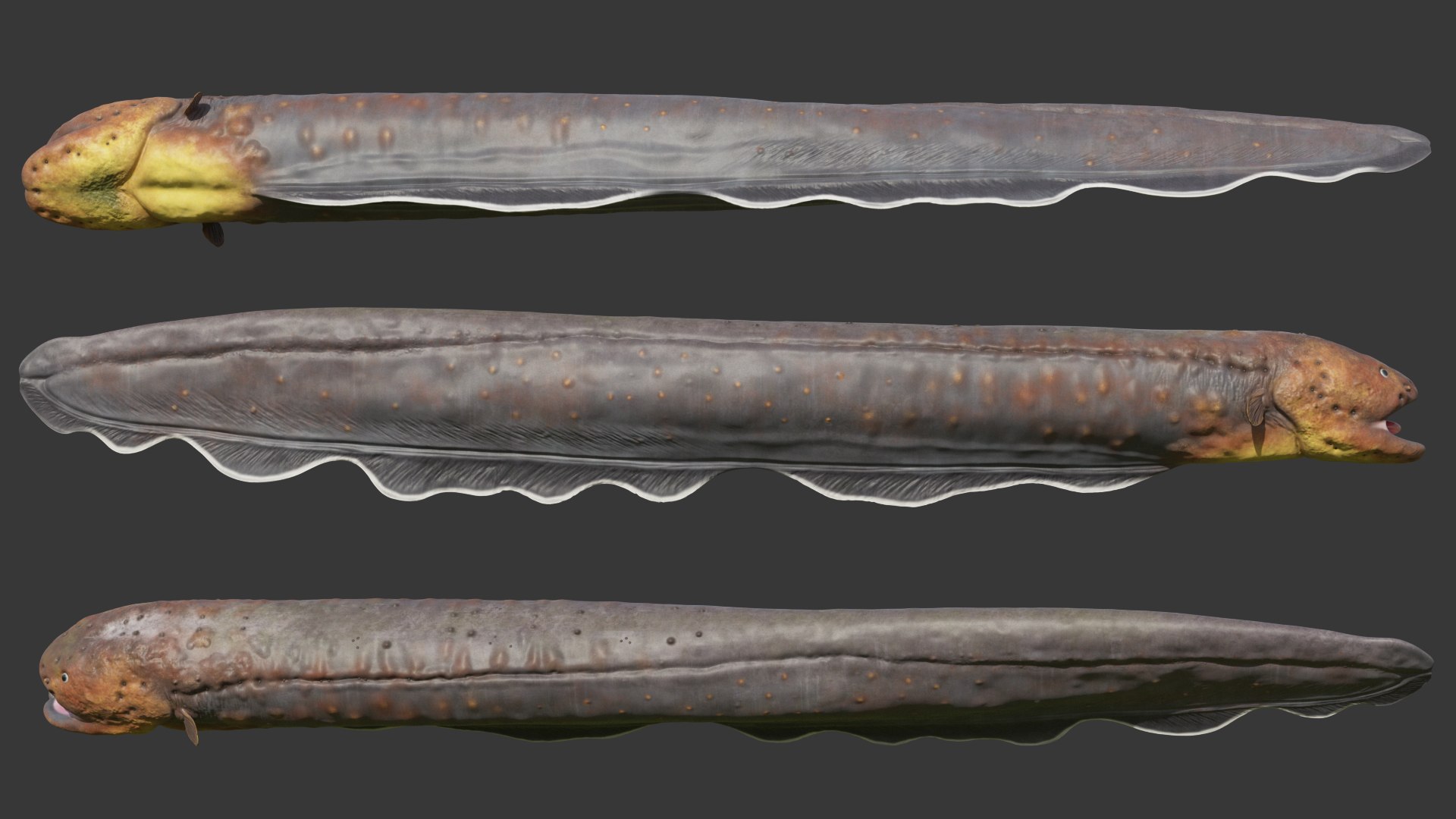 3D Electric Eel Rigged Animal - TurboSquid 1486786