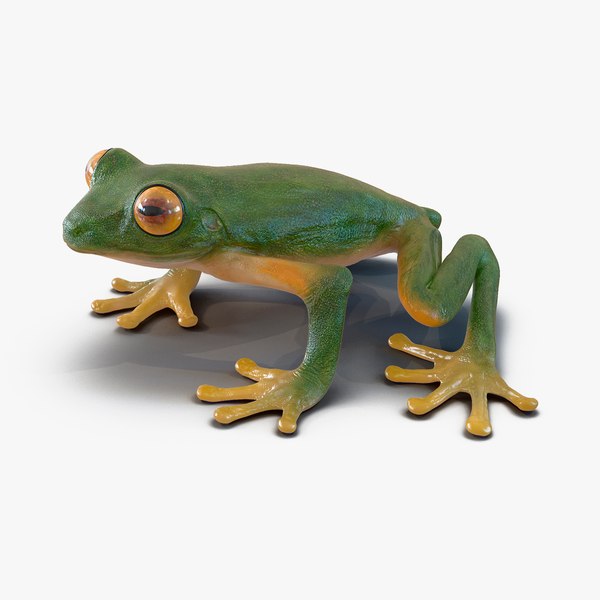 Tree Frog 3D Models for Download | TurboSquid