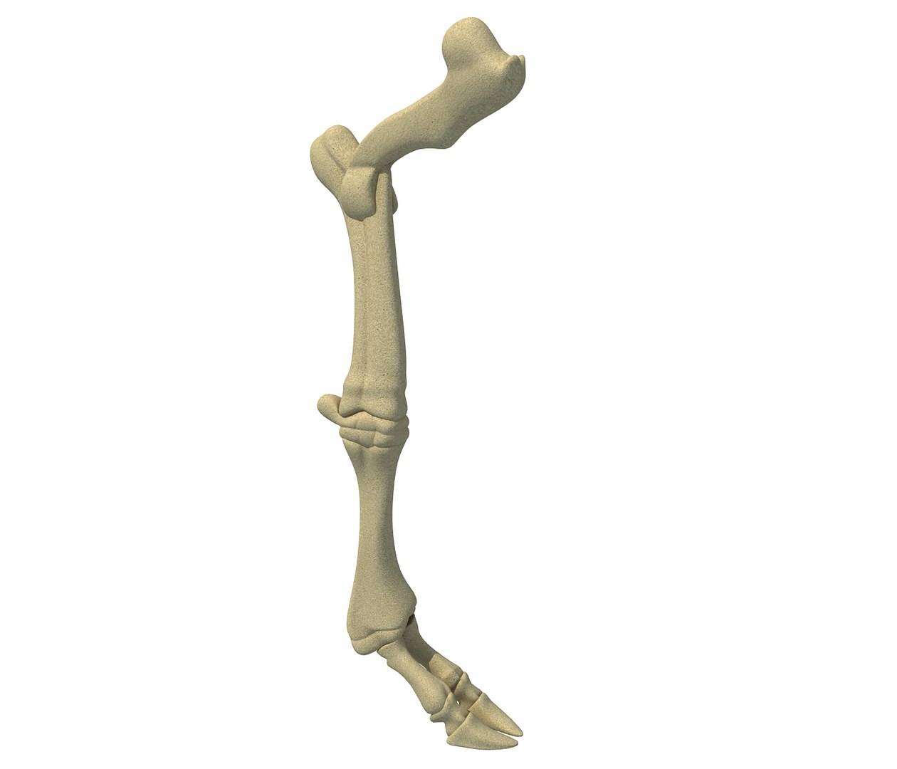 Animal Leg 3D Model - TurboSquid 1177759