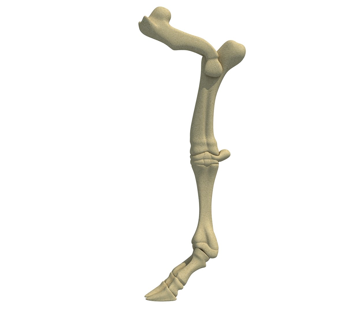 Animal Leg 3D Model - TurboSquid 1177759
