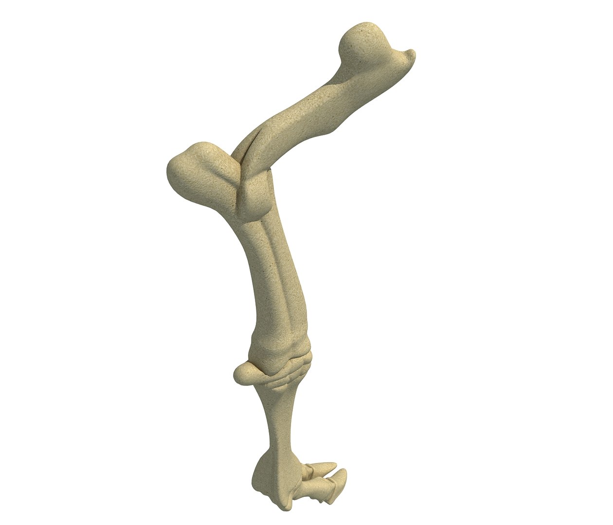 Animal Leg 3D Model - TurboSquid 1177759