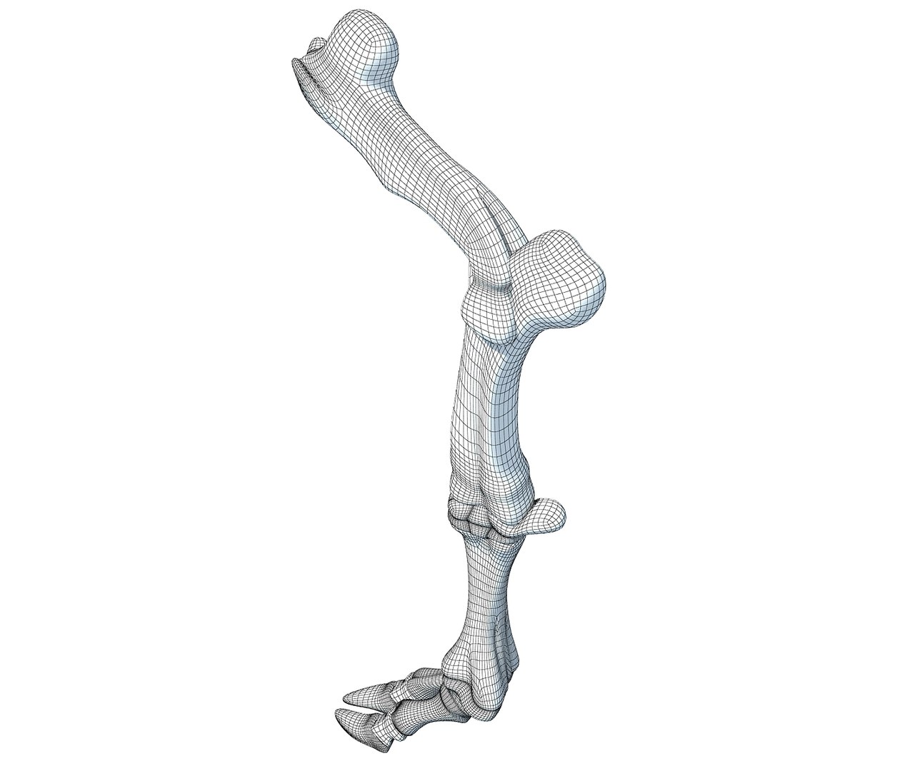 Animal Leg 3D Model - TurboSquid 1177759