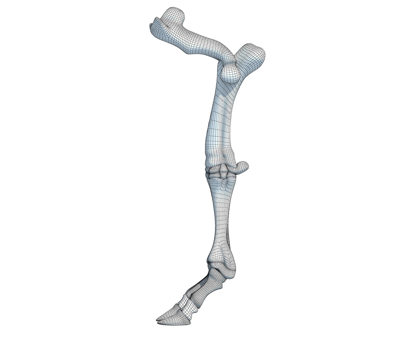 Animal Leg 3D Model - TurboSquid 1177759