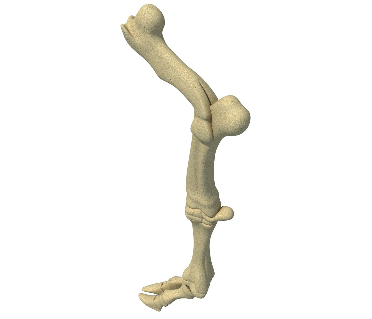Animal Leg 3D Model - TurboSquid 1177759
