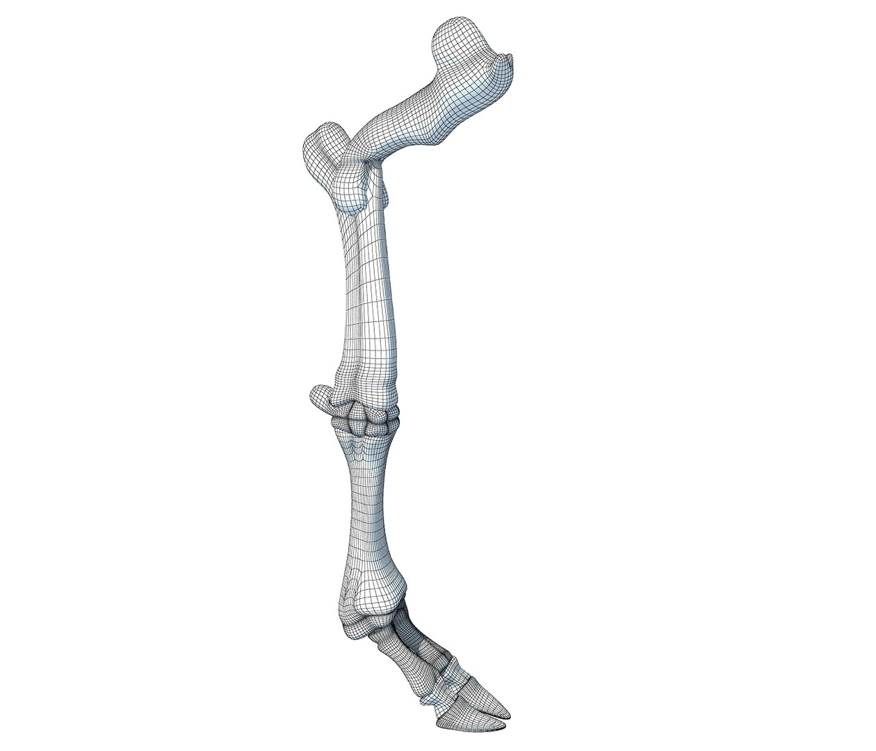 Animal Leg 3D Model - TurboSquid 1177759