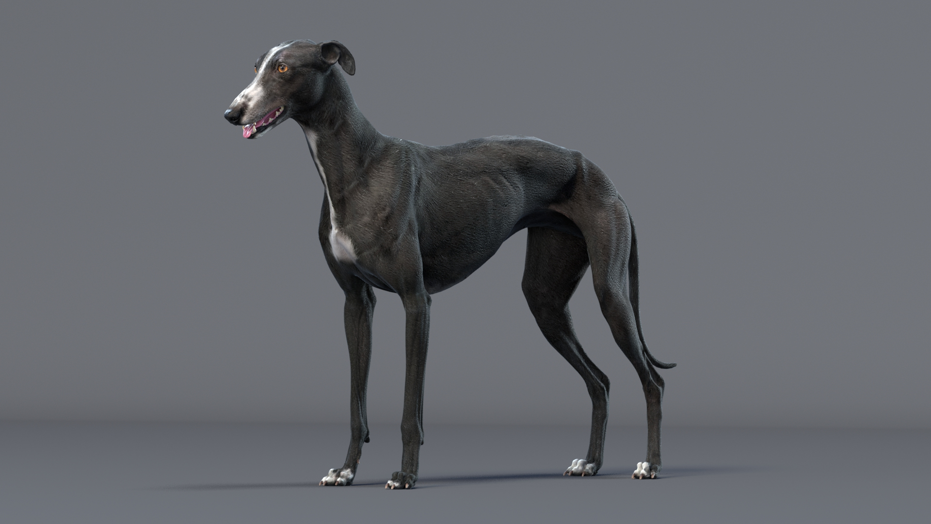Realistic Greyhound 3D - TurboSquid 1514891