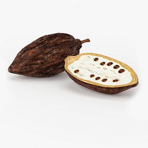 Cocoa Bean 3D Models for Download | TurboSquid