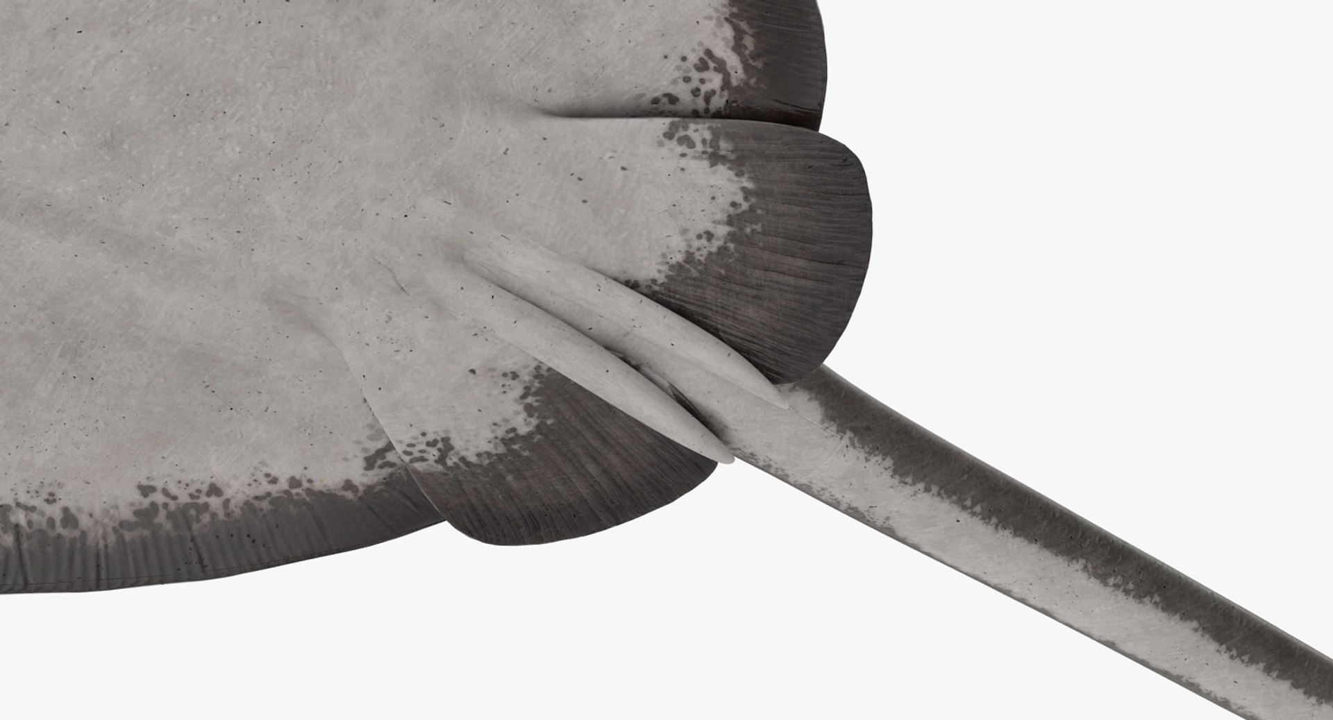 3d stingray rigged model