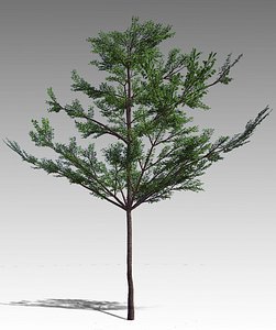 3D Almond Tree Models - Browse & Download Formats - TurboSquid