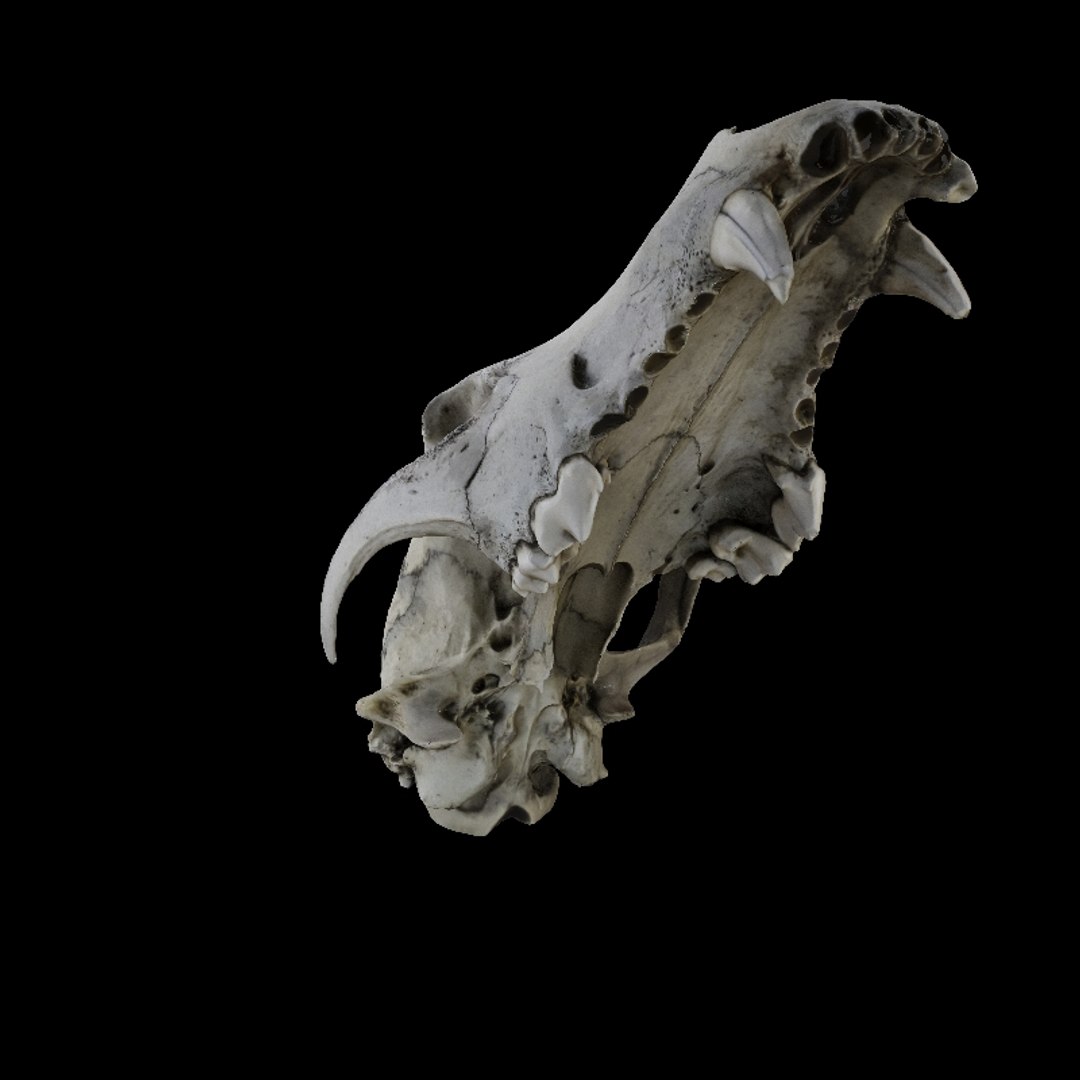 Dog Skull 3D Model - TurboSquid 1234569