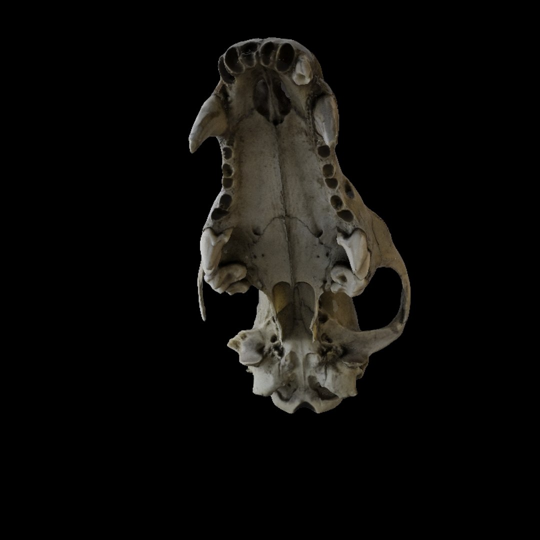 Dog Skull 3D Model - TurboSquid 1234569