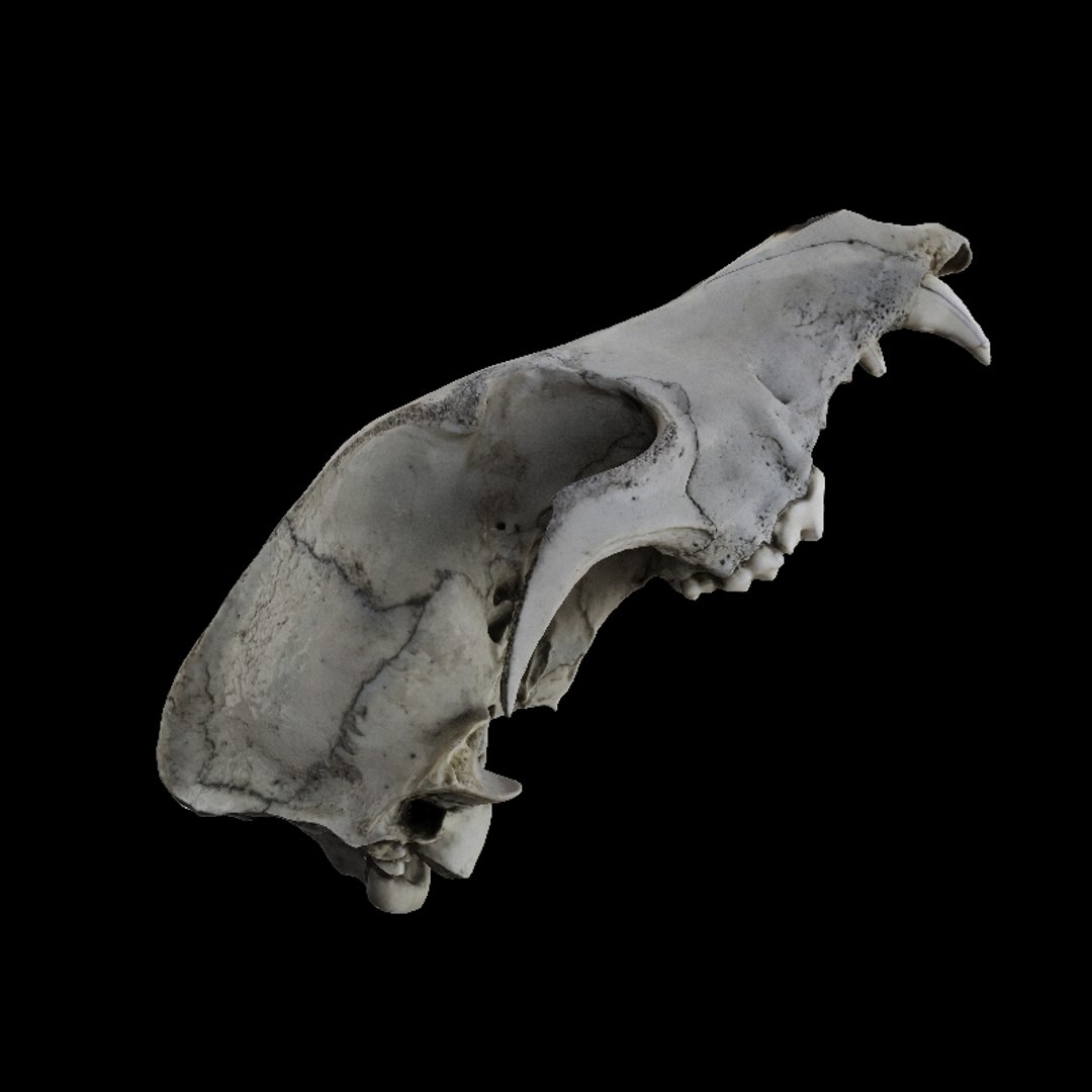 Dog Skull 3D Model - TurboSquid 1234569
