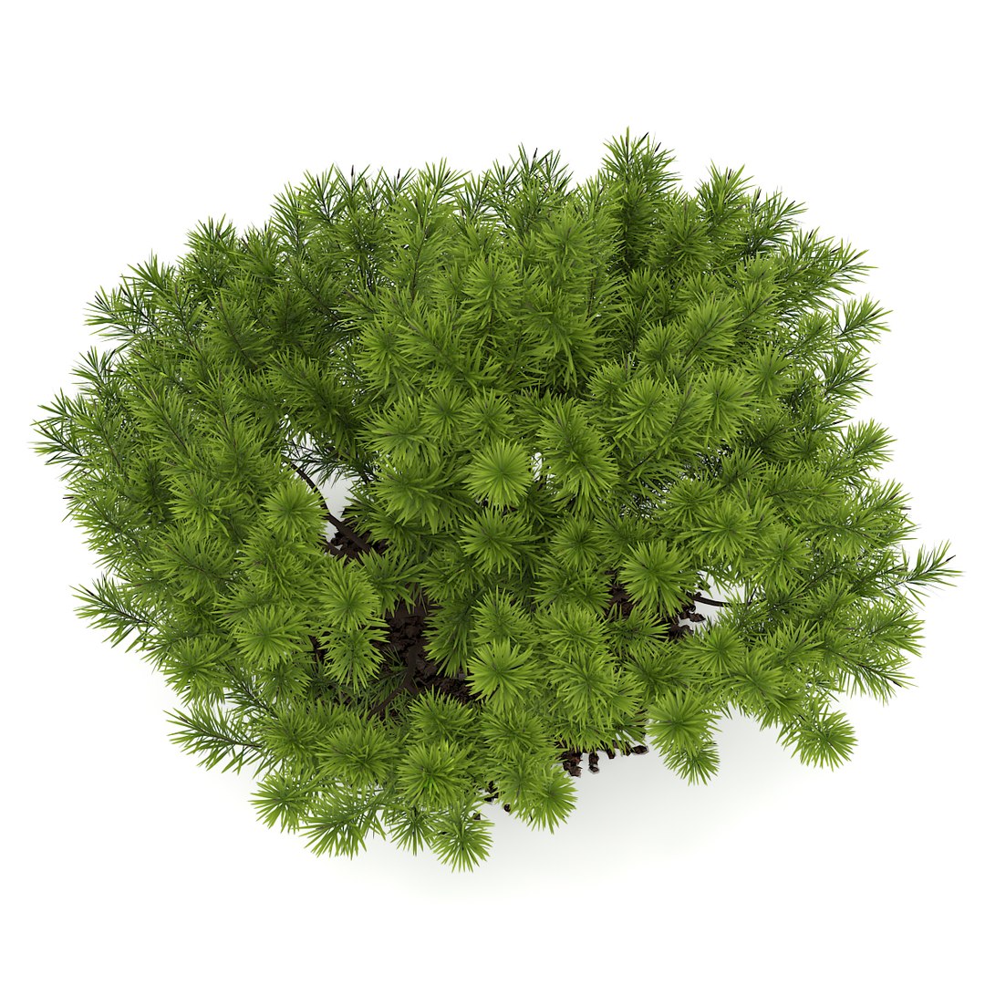 Max Pine Shrub Pinus