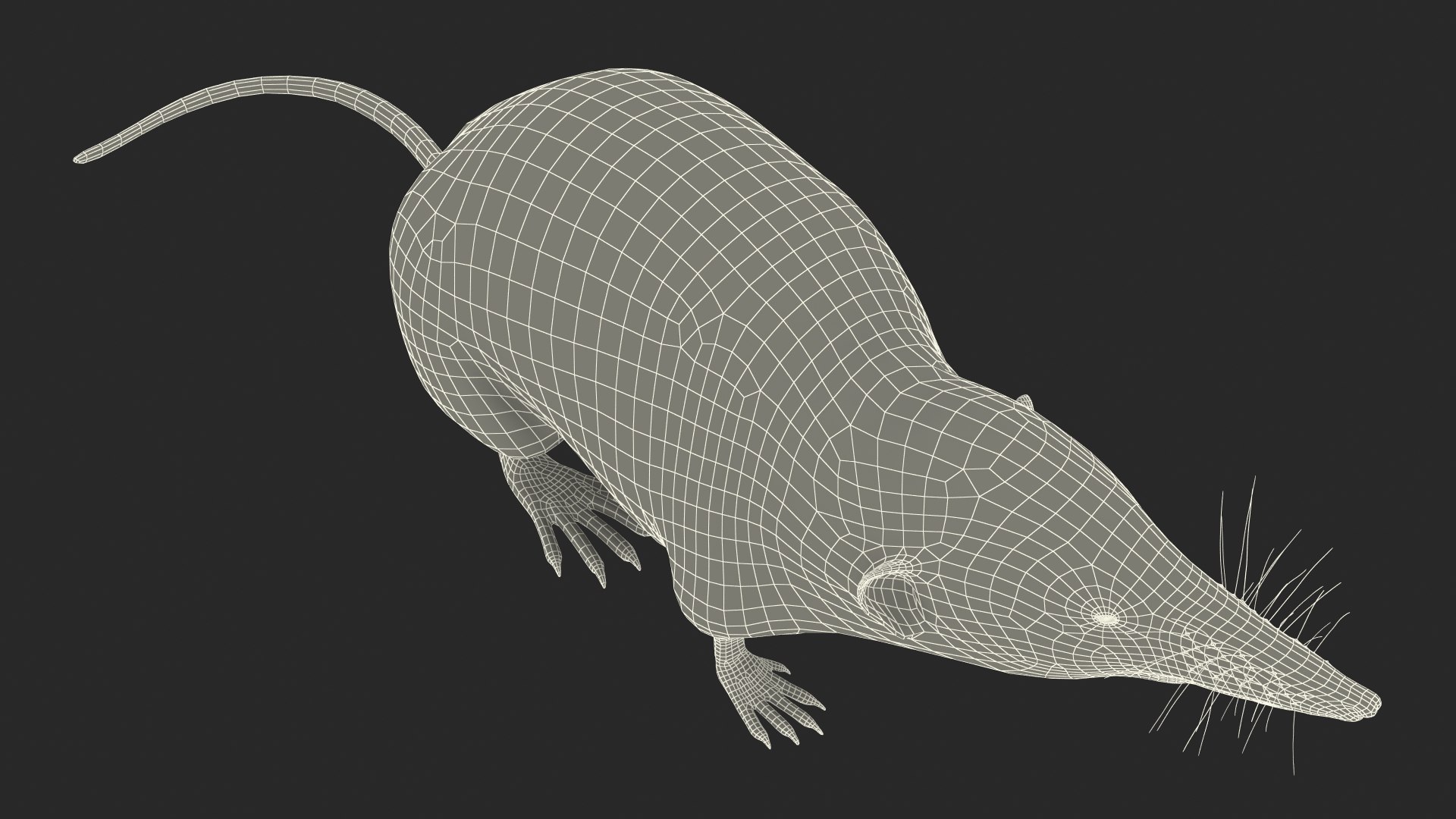 3D Shrew Idle Pose Fur - TurboSquid 2166400