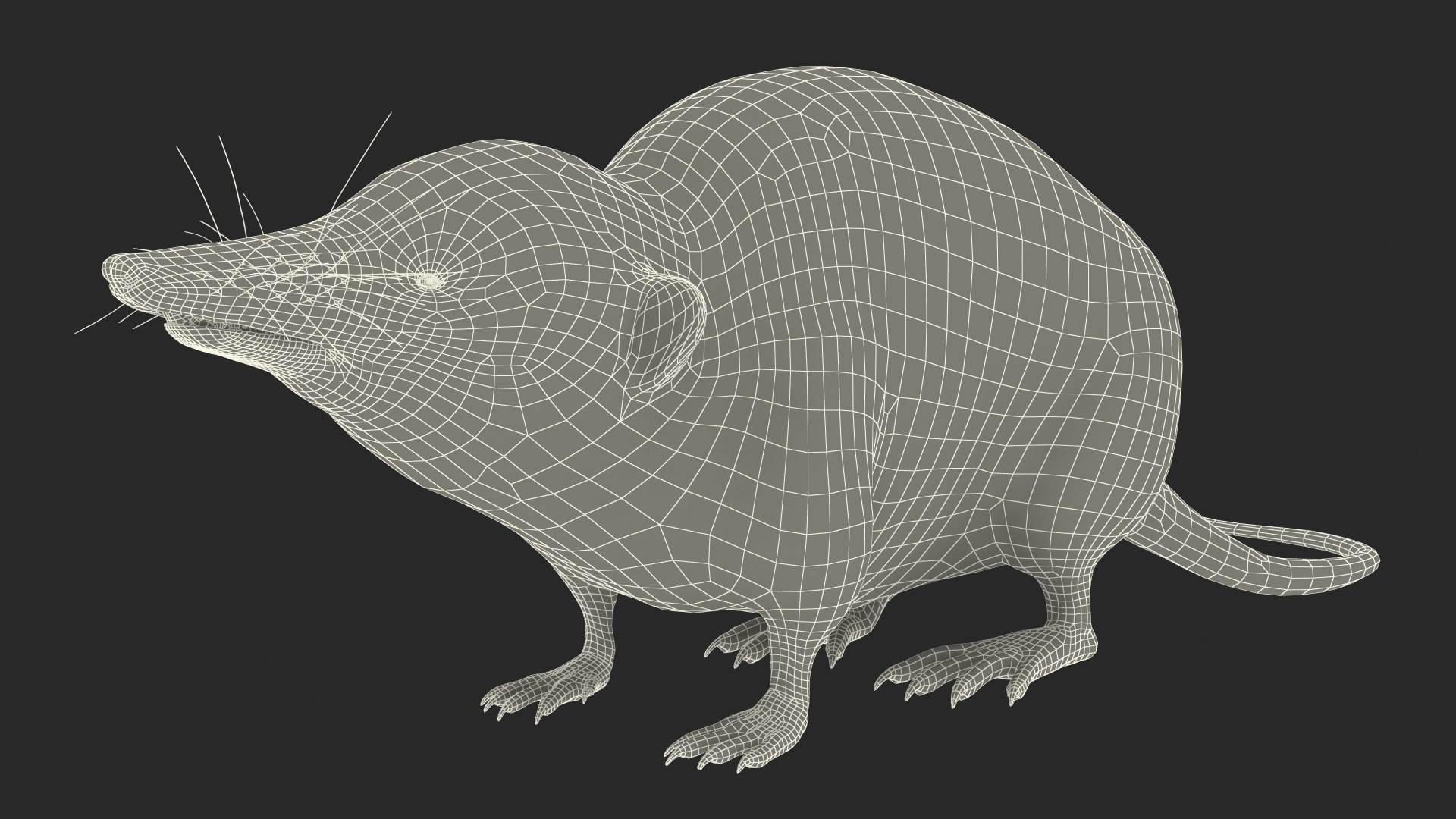 3D Shrew Idle Pose Fur - TurboSquid 2166400