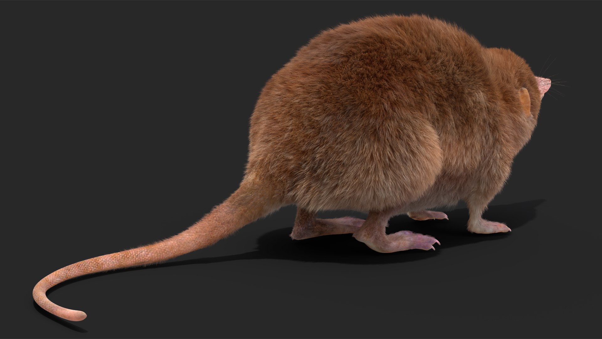 3D Shrew Idle Pose Fur - TurboSquid 2166400