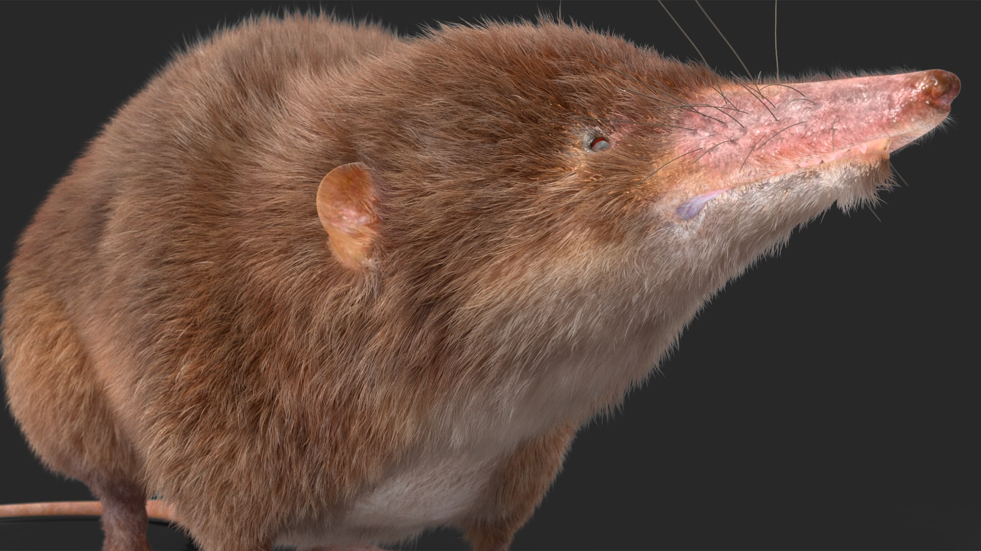 3D Shrew Idle Pose Fur - TurboSquid 2166400