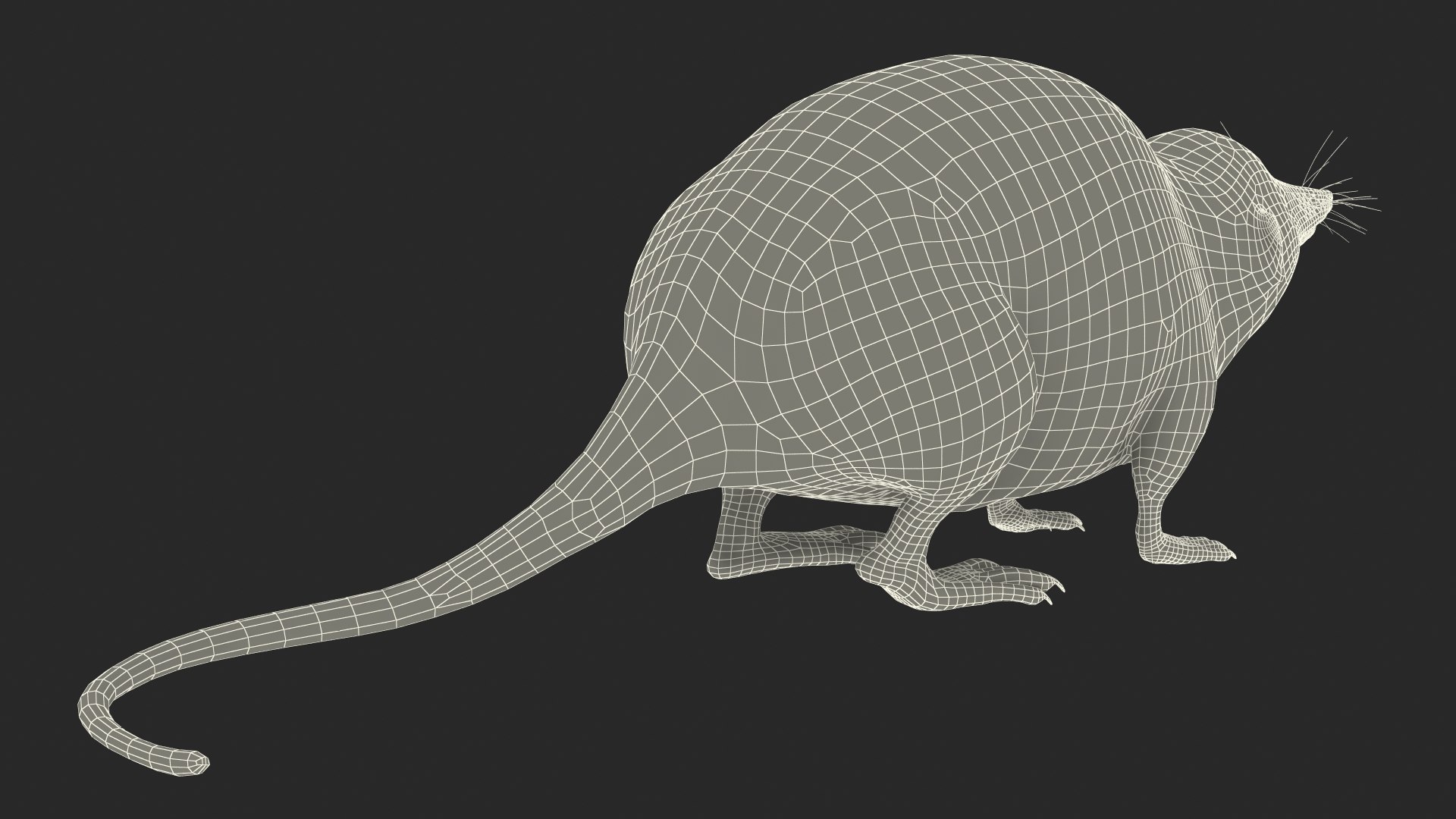 3D Shrew Idle Pose Fur - TurboSquid 2166400