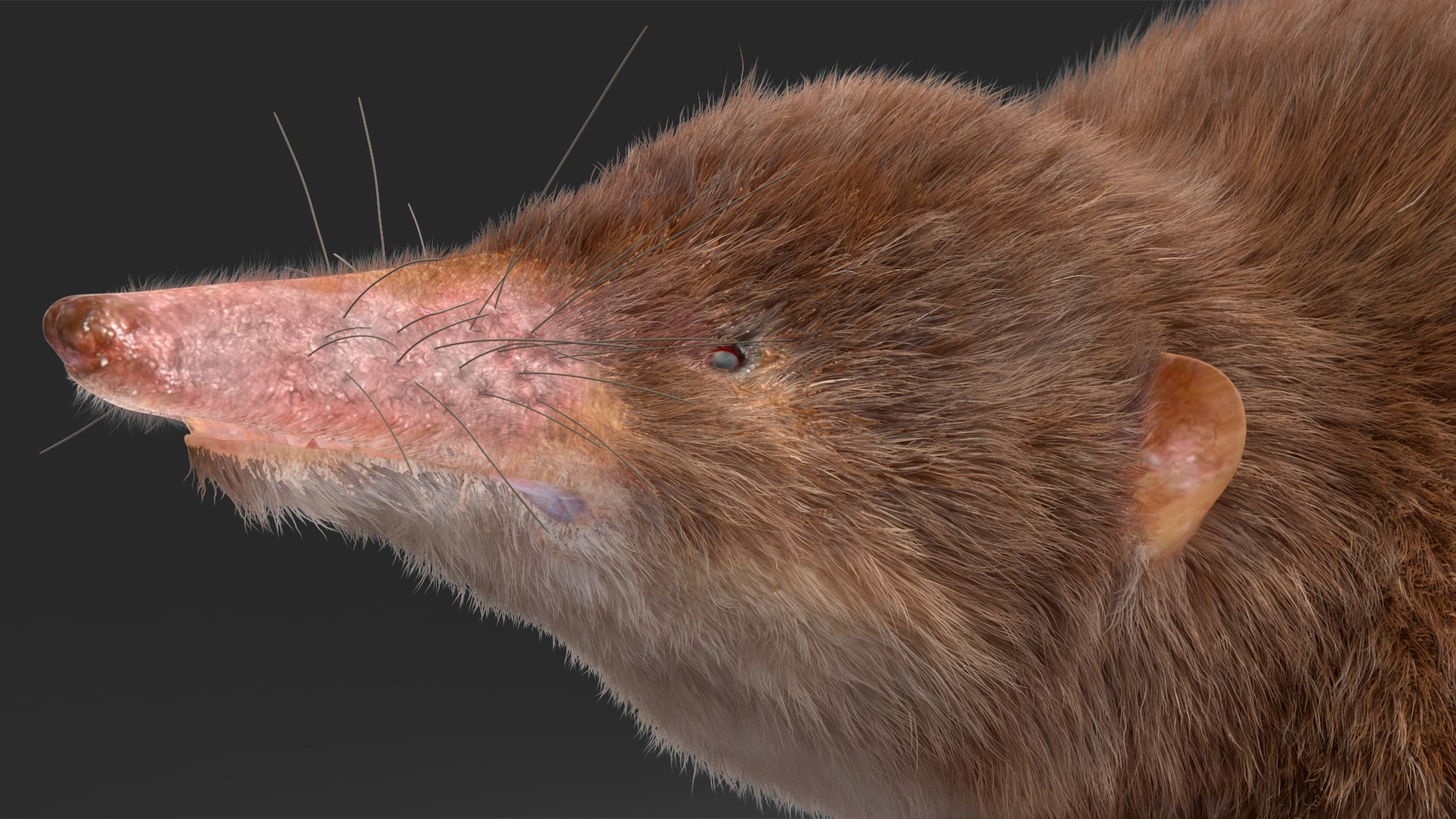 3D Shrew Idle Pose Fur - TurboSquid 2166400