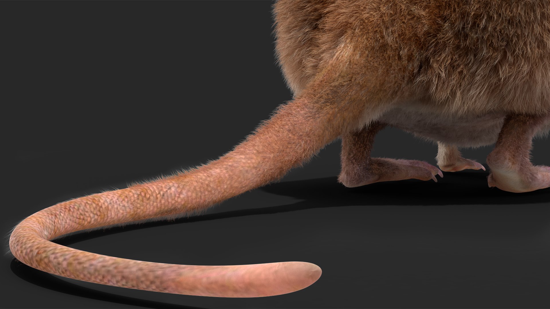 3D Shrew Idle Pose Fur - TurboSquid 2166400