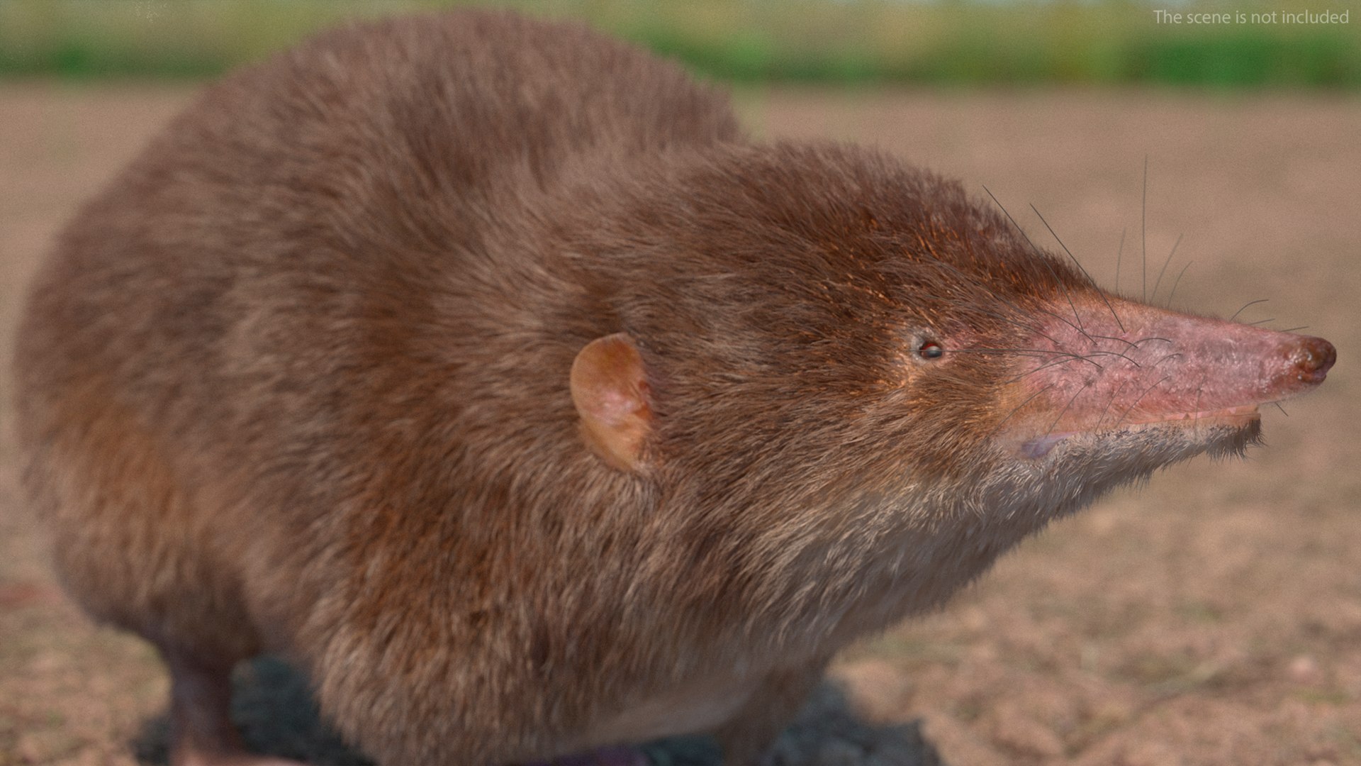 3D Shrew Idle Pose Fur - TurboSquid 2166400
