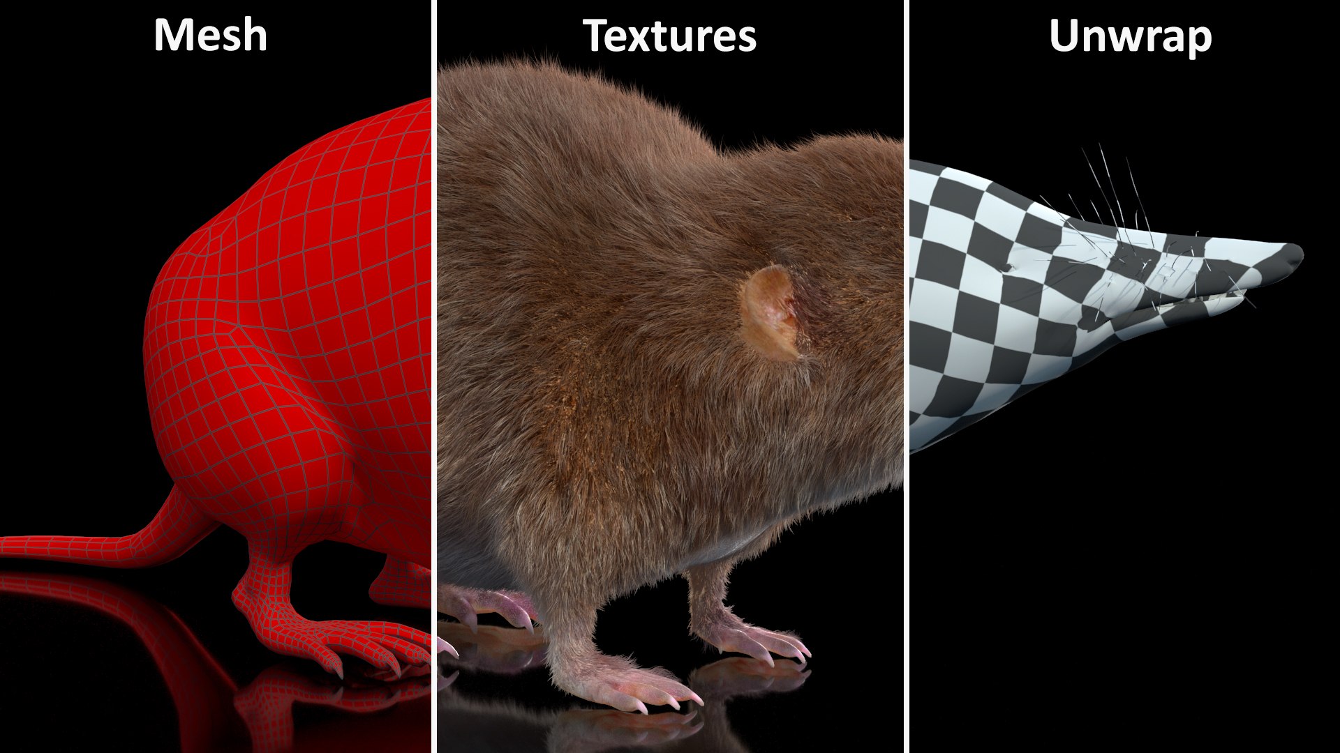 3D Shrew Idle Pose Fur - TurboSquid 2166400
