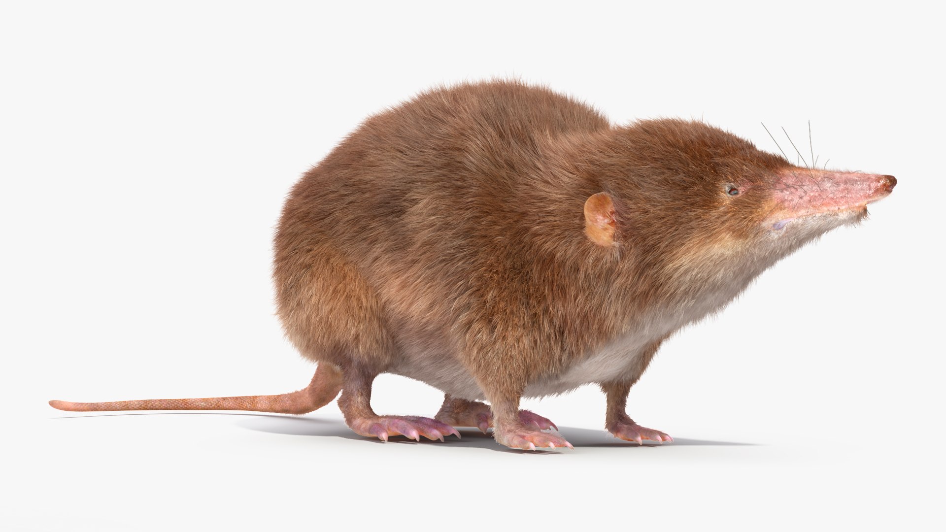 3D Shrew Idle Pose Fur - TurboSquid 2166400