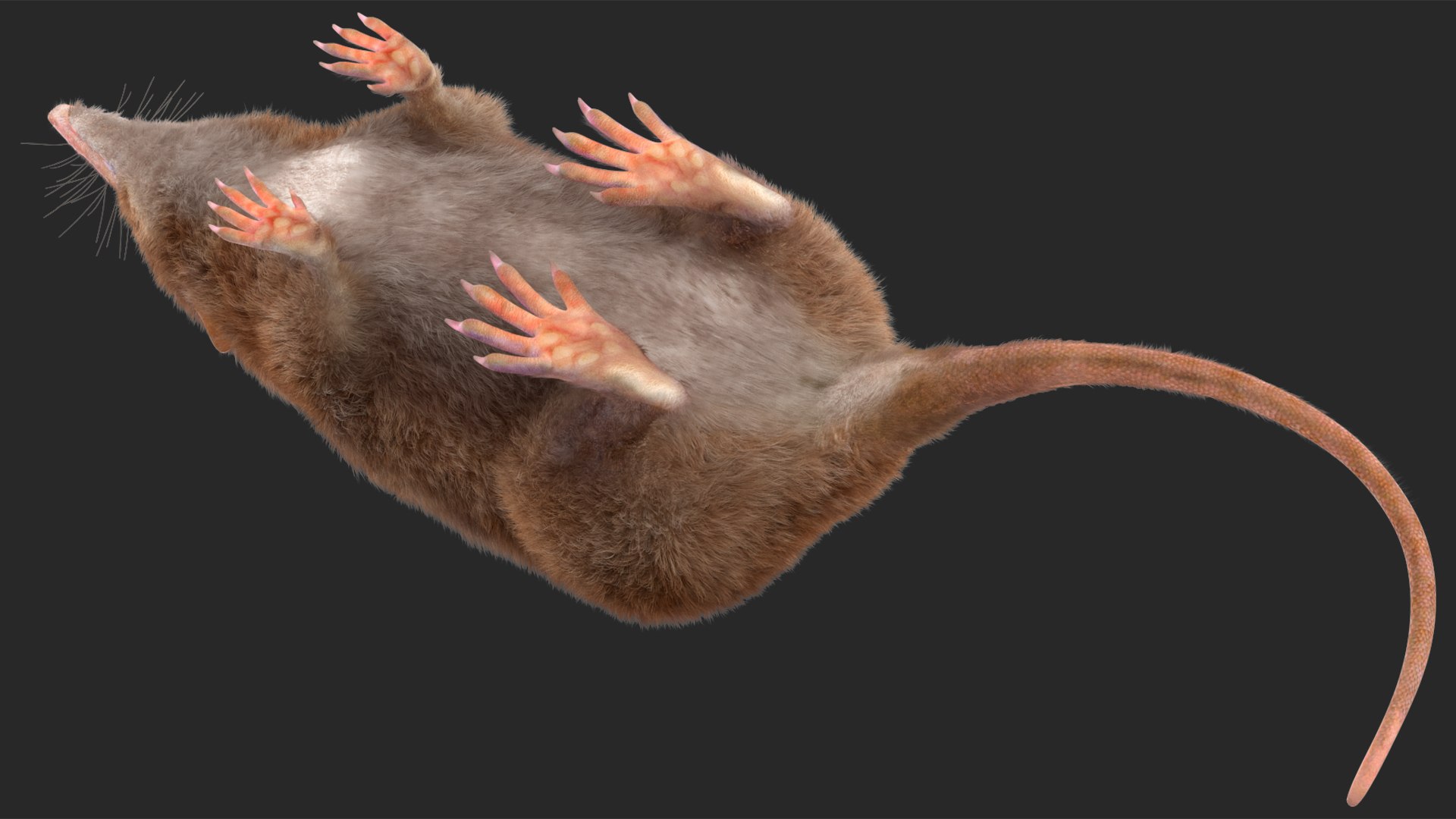 3D Shrew Idle Pose Fur - TurboSquid 2166400