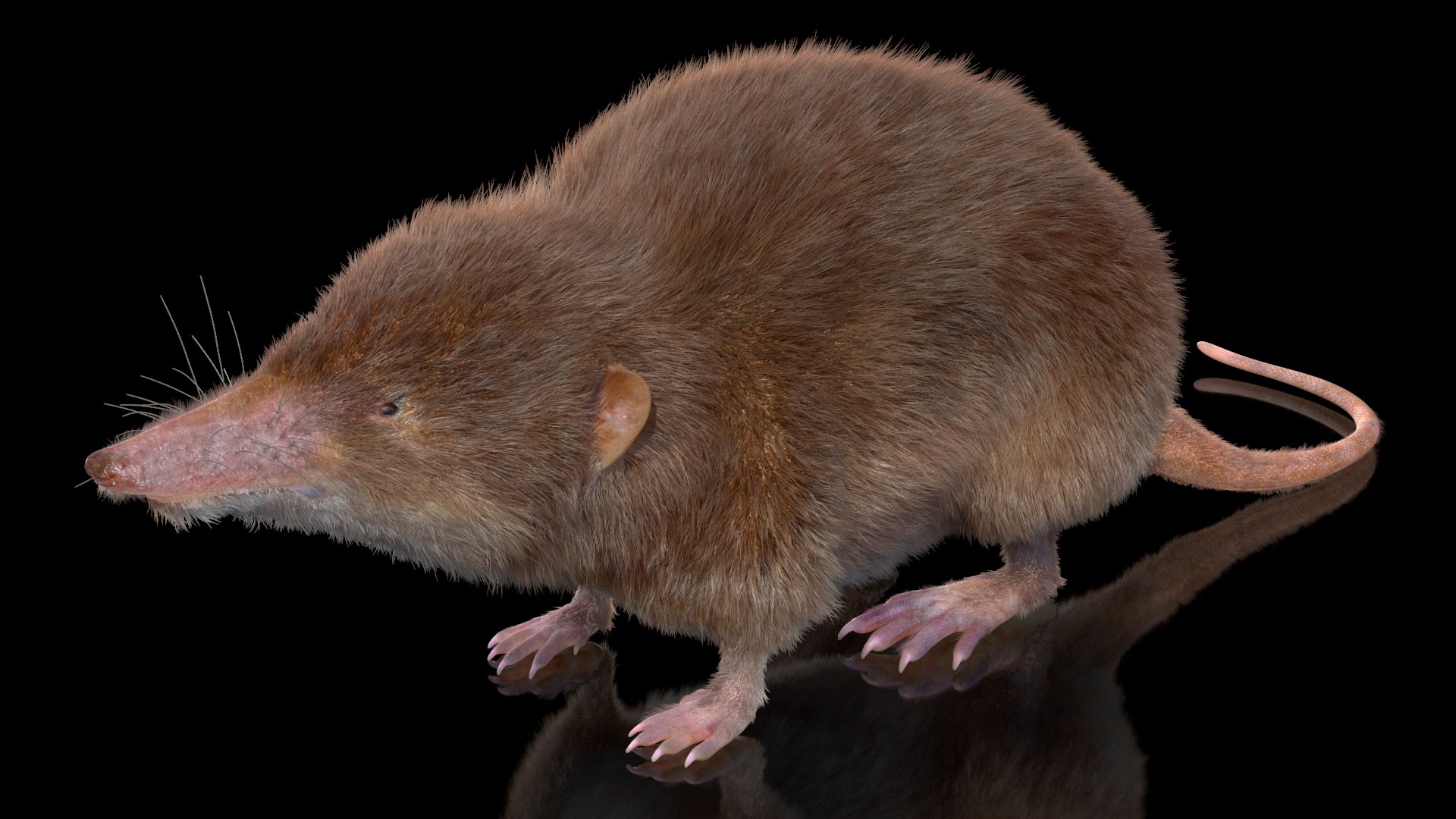 3D Shrew Idle Pose Fur - TurboSquid 2166400