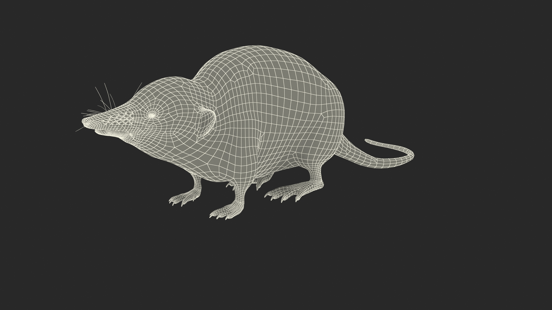 3D Shrew Idle Pose Fur - TurboSquid 2166400