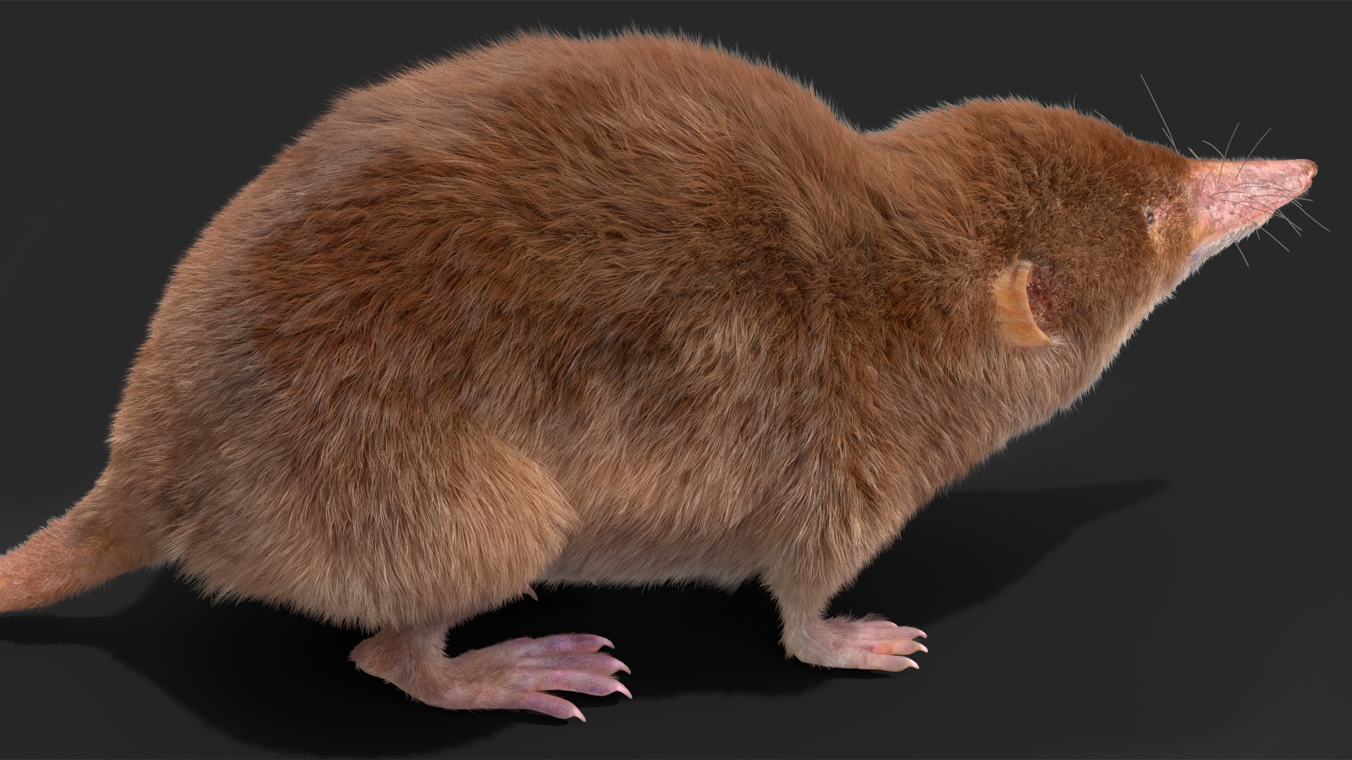 3D Shrew Idle Pose Fur - TurboSquid 2166400
