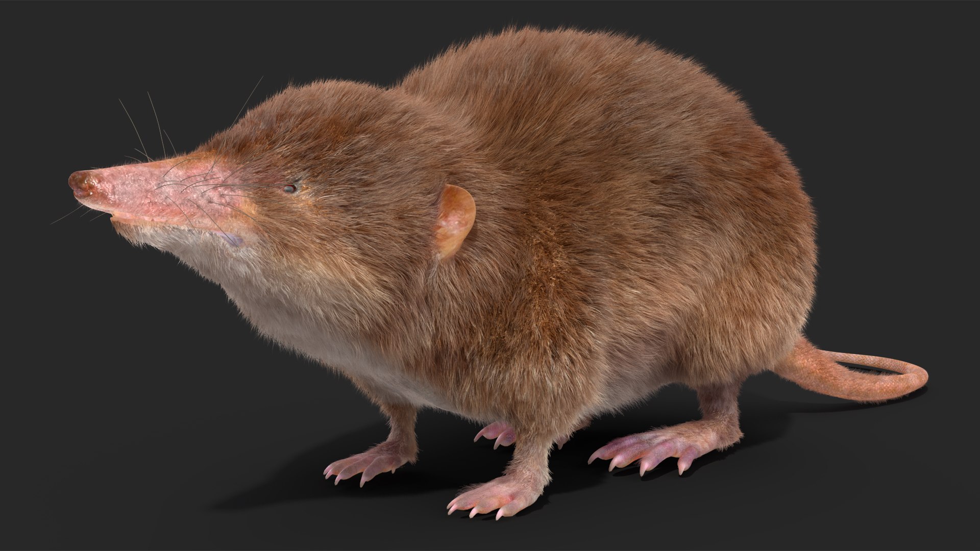 3D Shrew Idle Pose Fur - TurboSquid 2166400