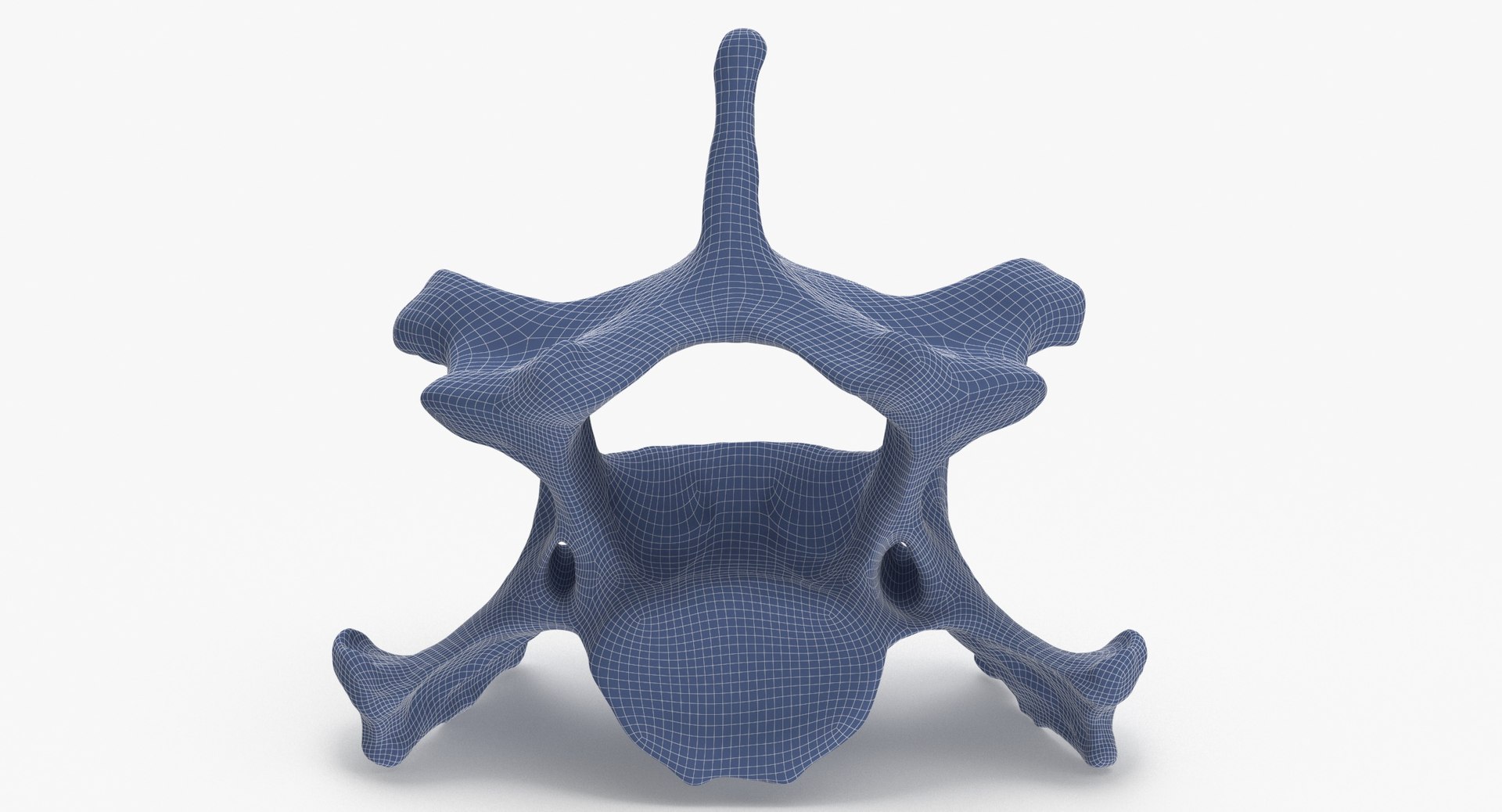 Domestic Cat Cervical Vertebrae C4 3D Model - TurboSquid 1830437