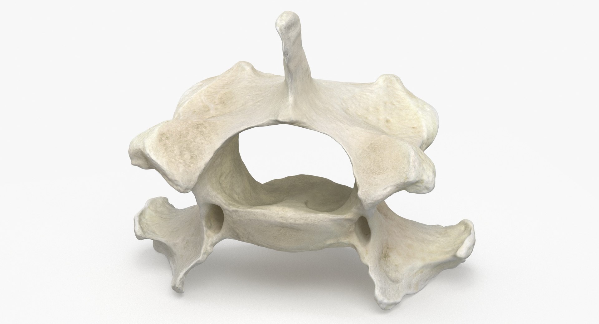 Domestic Cat Cervical Vertebrae C4 3D Model - TurboSquid 1830437