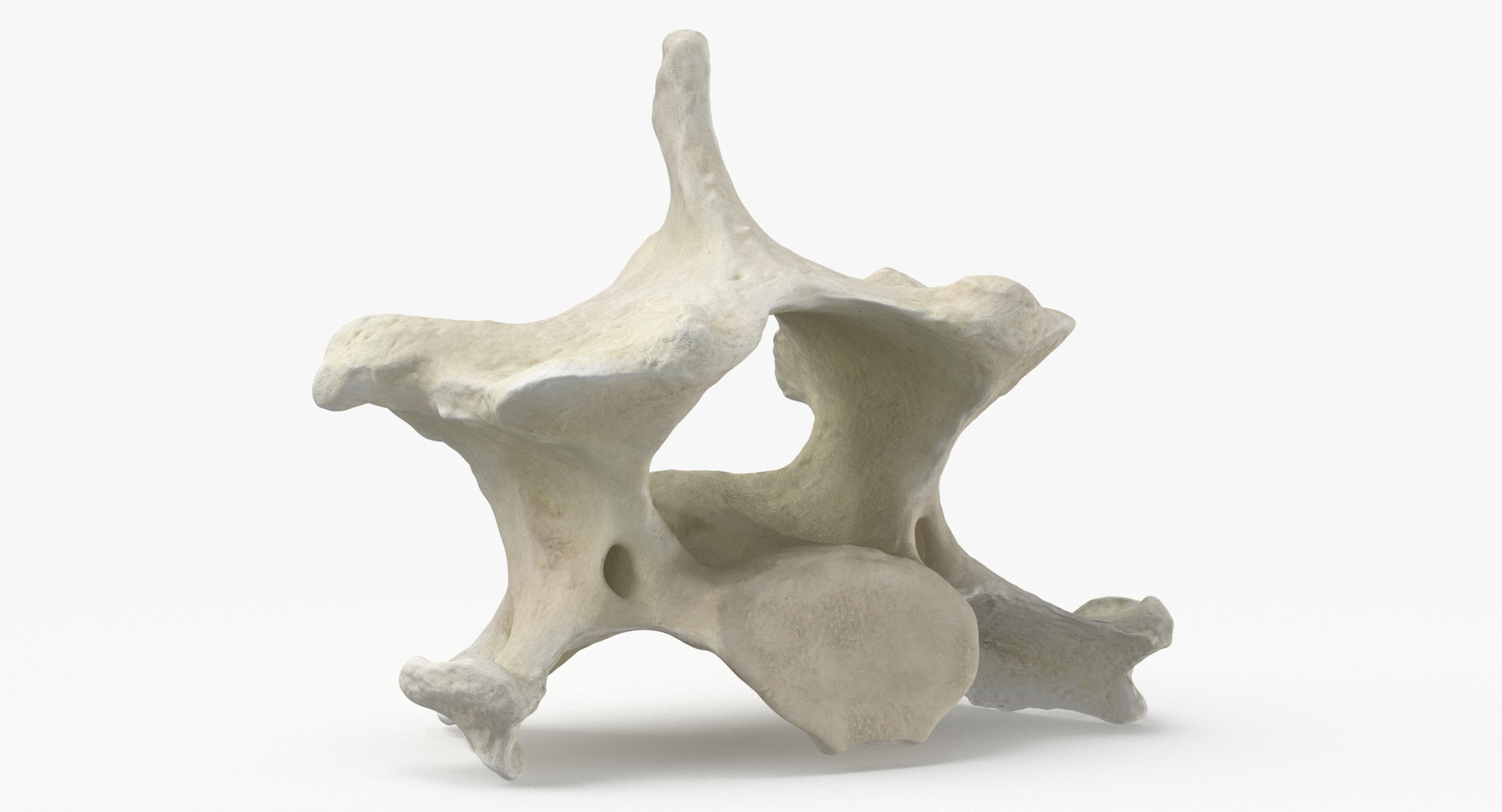 Cat Vertebrae