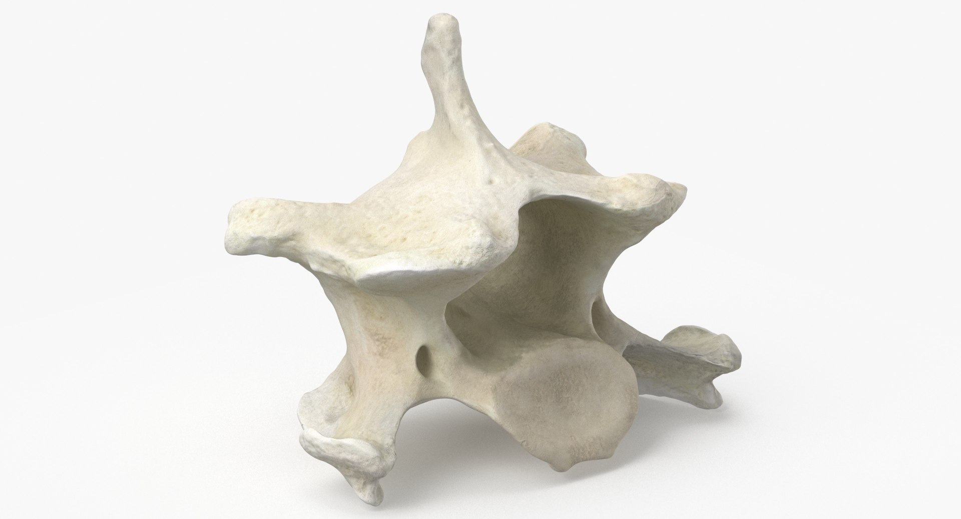 Domestic Cat Cervical Vertebrae C4 3D Model - TurboSquid 1830437