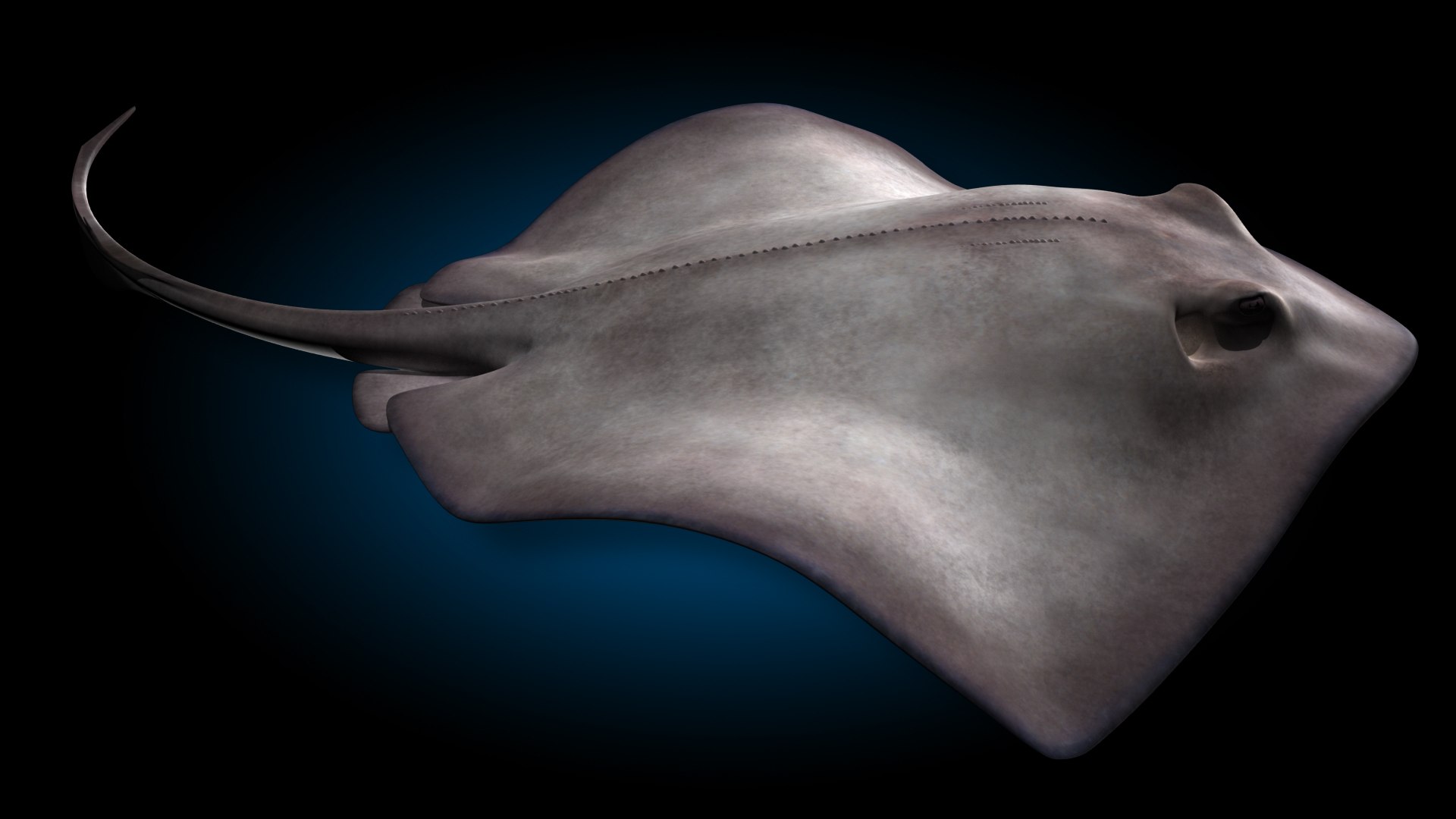 3d Realistic Stingray Model