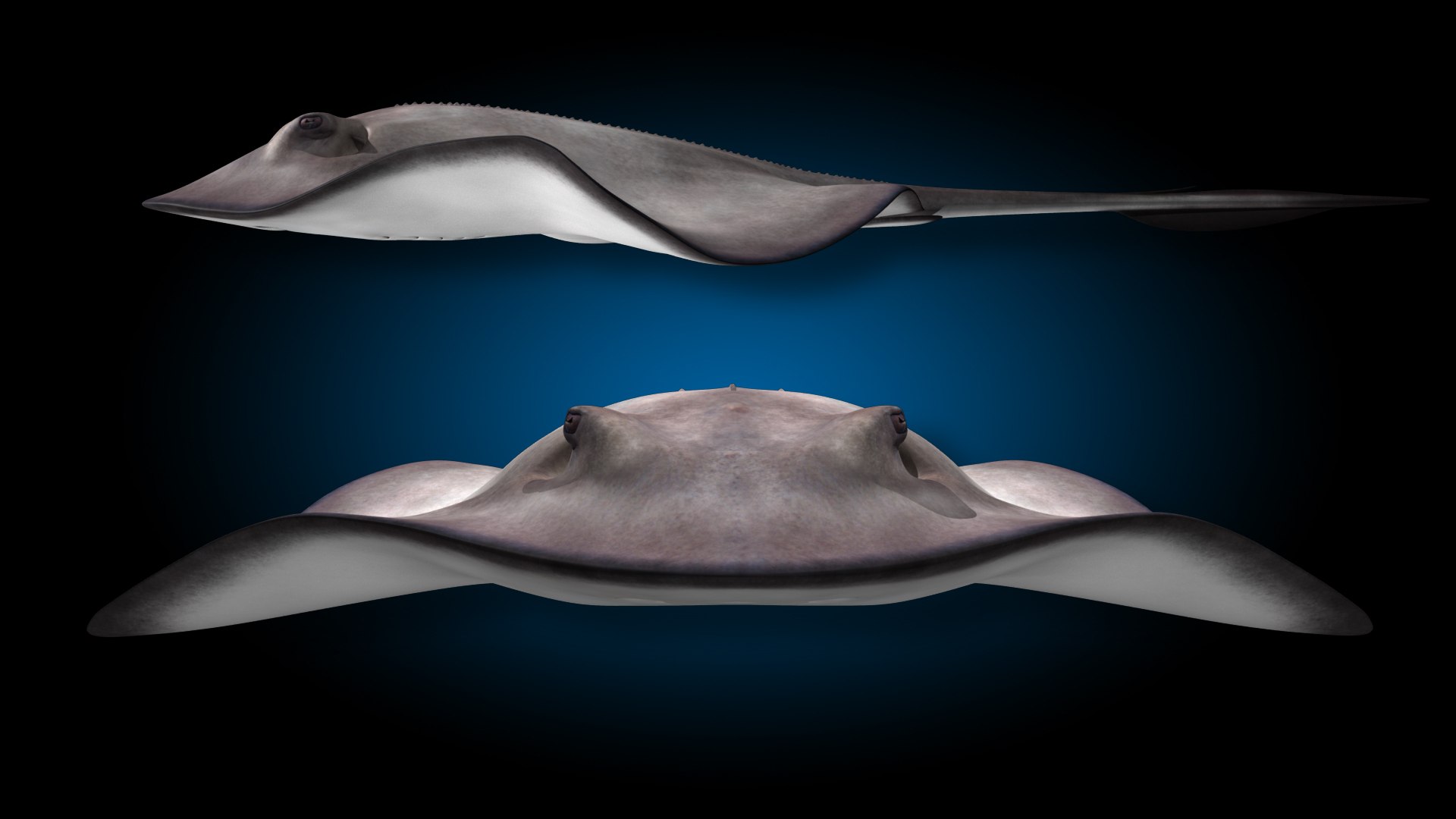 3d Realistic Stingray Model