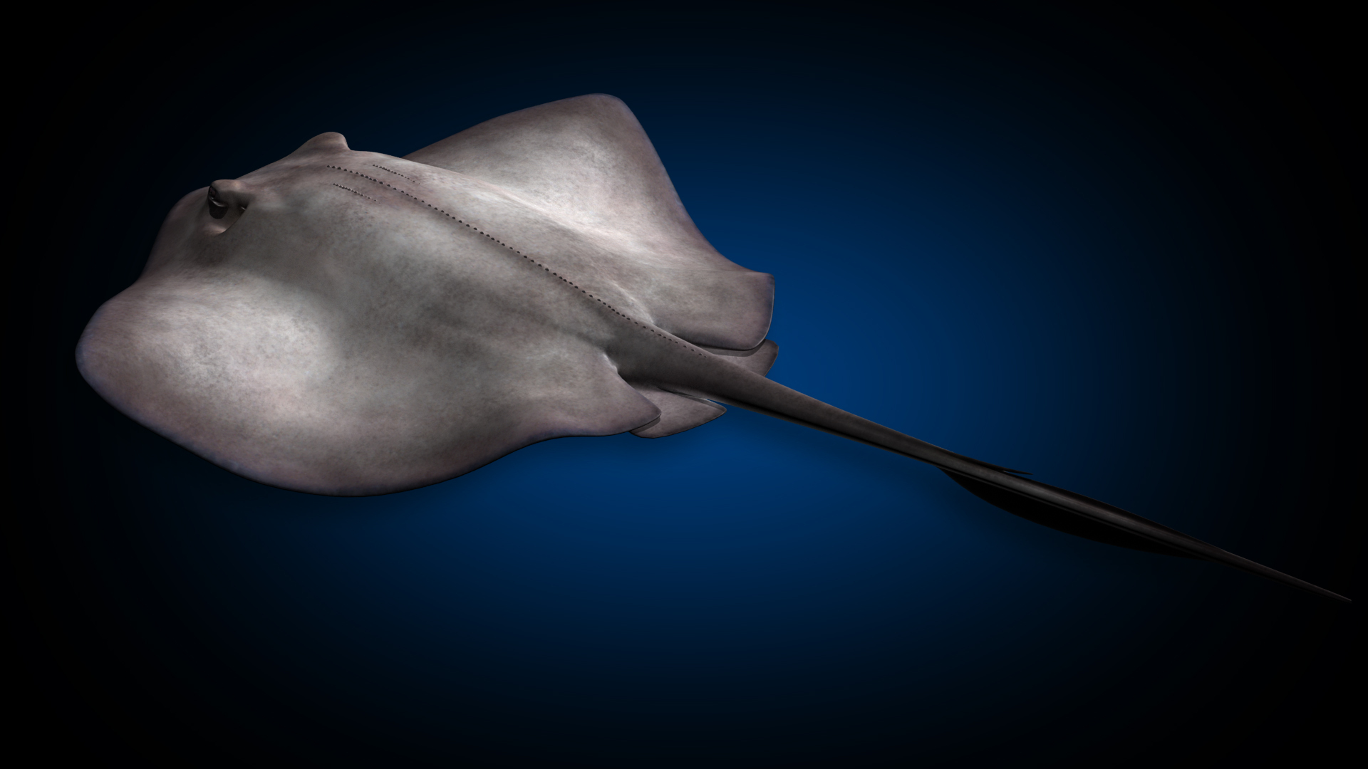 3d Realistic Stingray Model