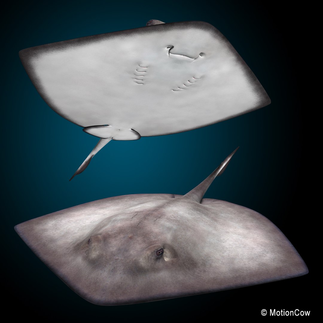 3d realistic stingray model