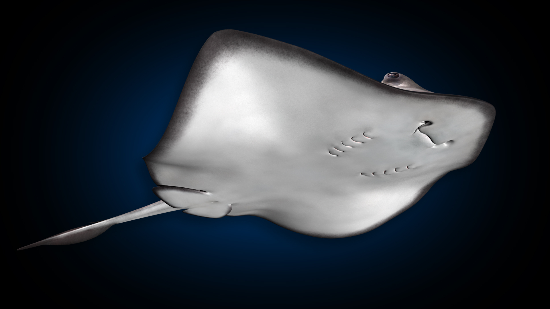3d Realistic Stingray Model
