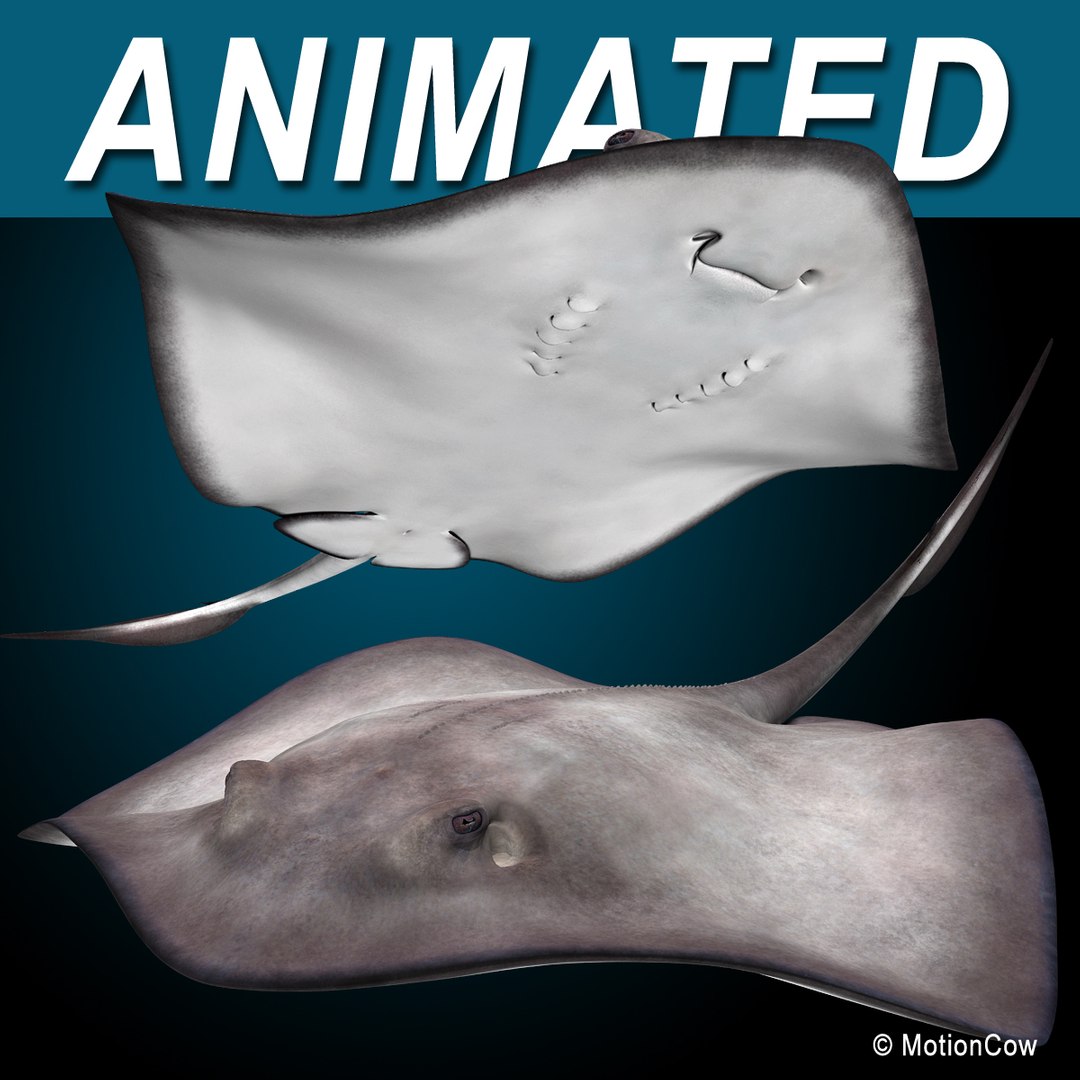 3d realistic stingray model