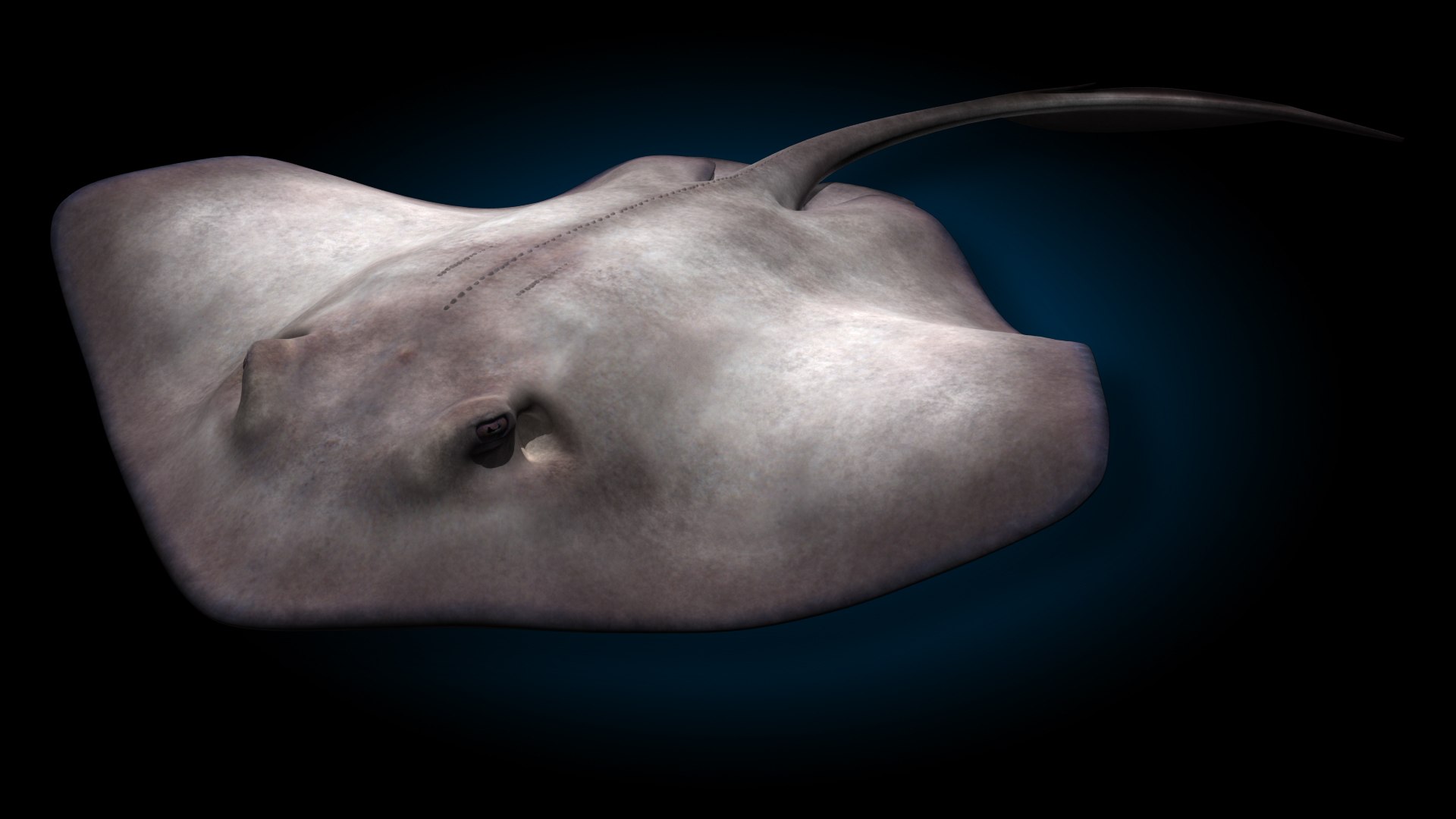 3d Realistic Stingray Model