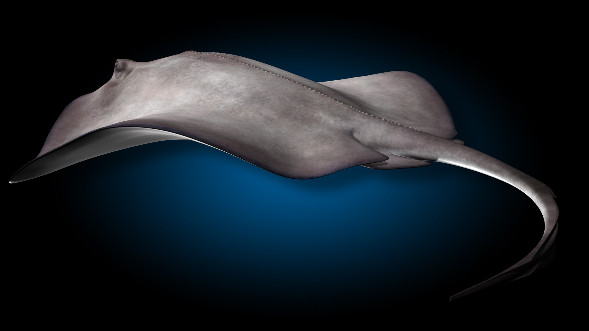 3d Realistic Stingray Model