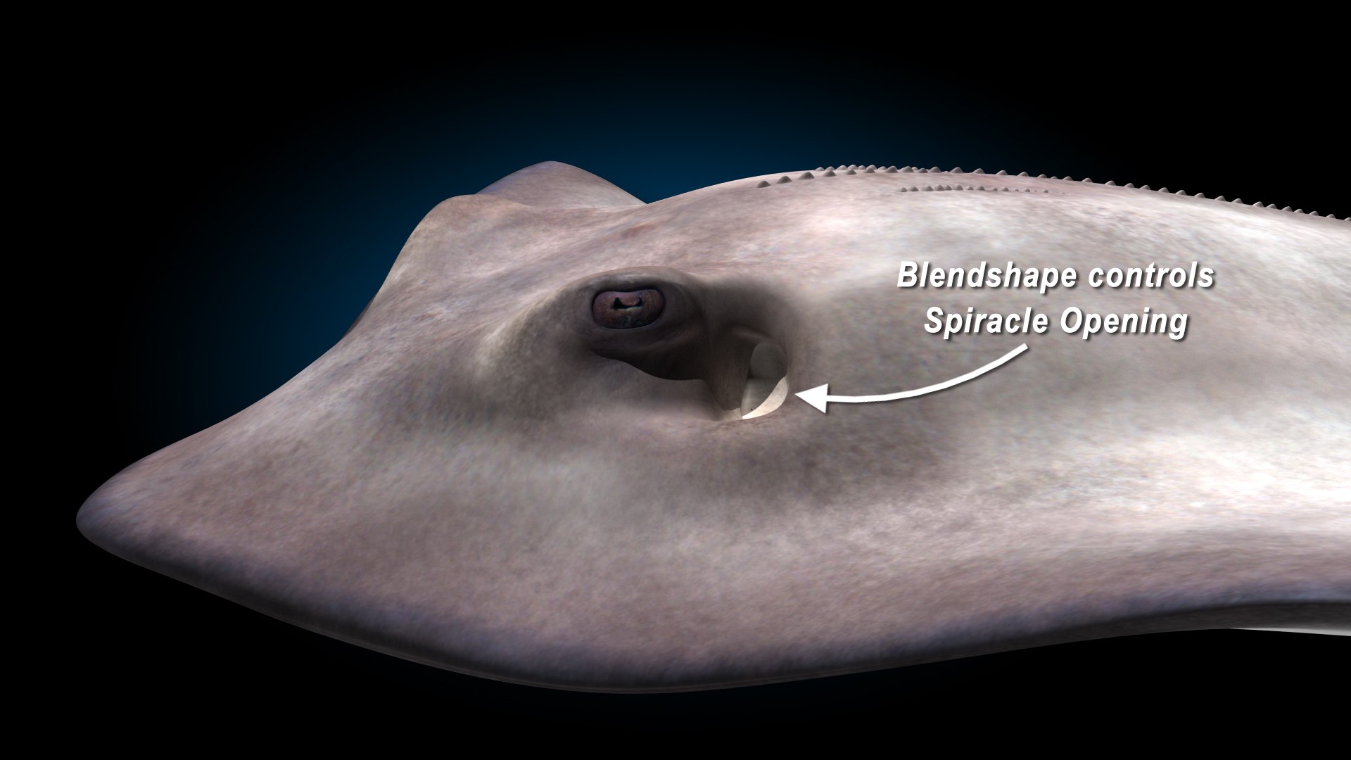 3d Realistic Stingray Model