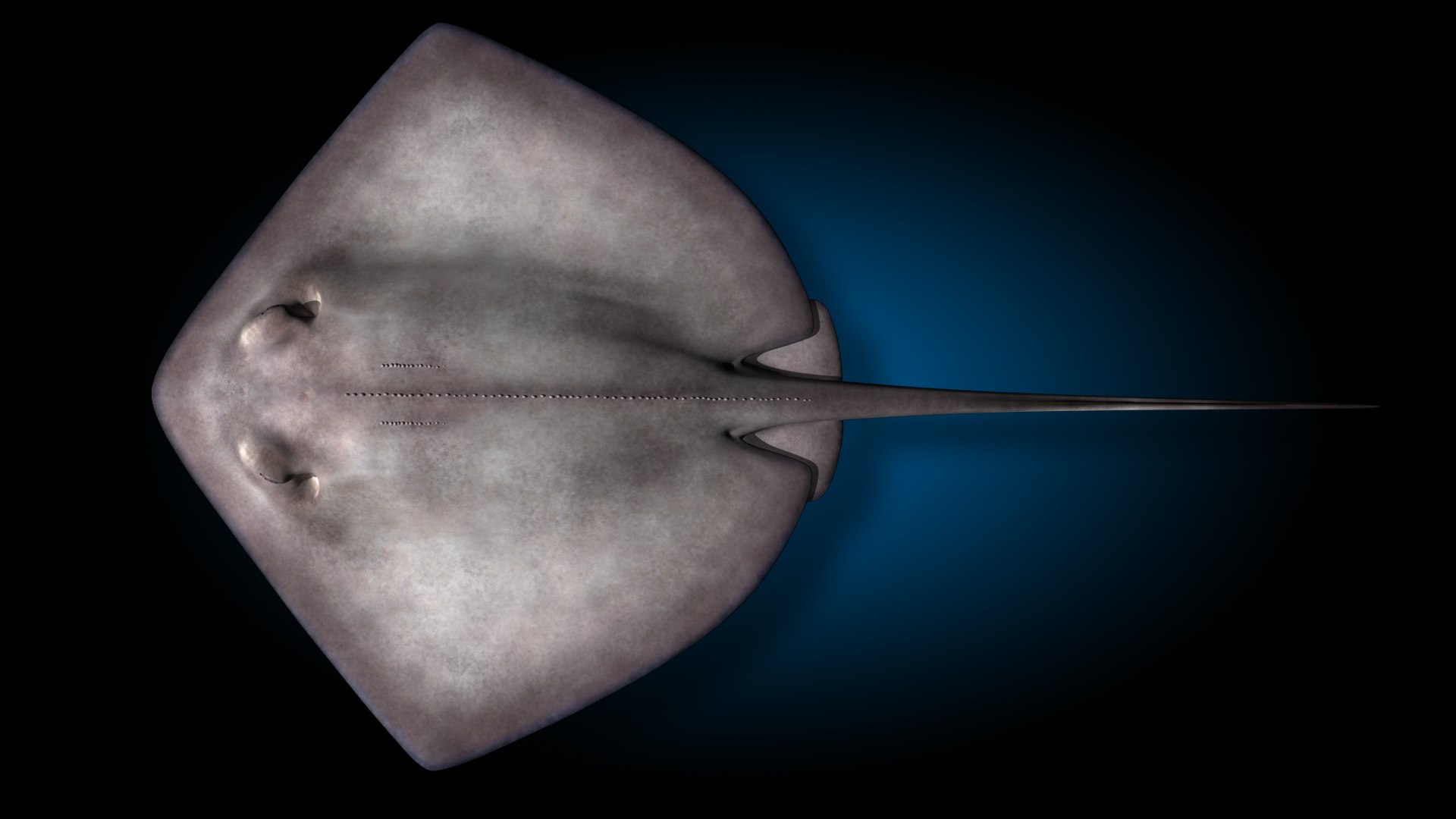 3d Realistic Stingray Model