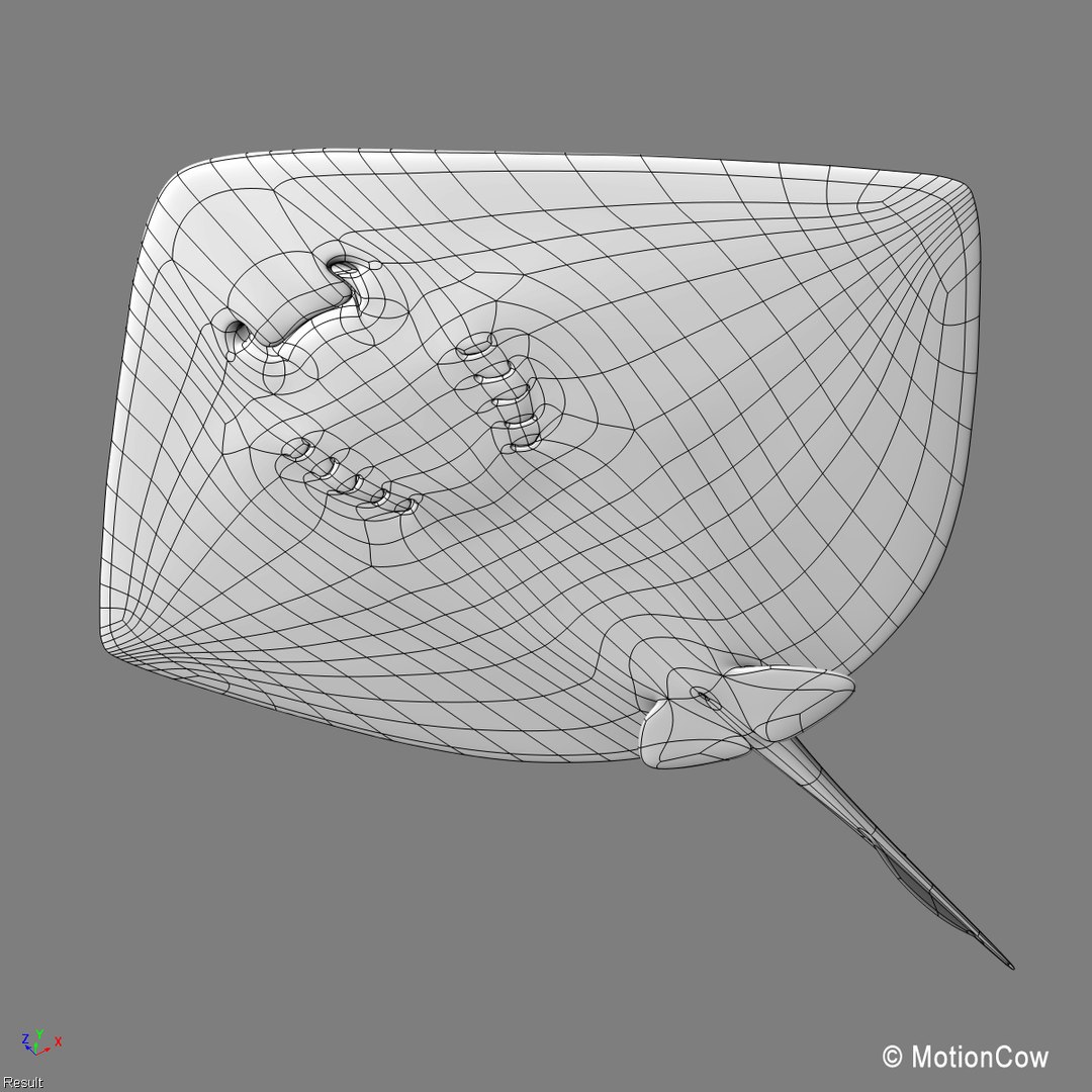 3d realistic stingray model